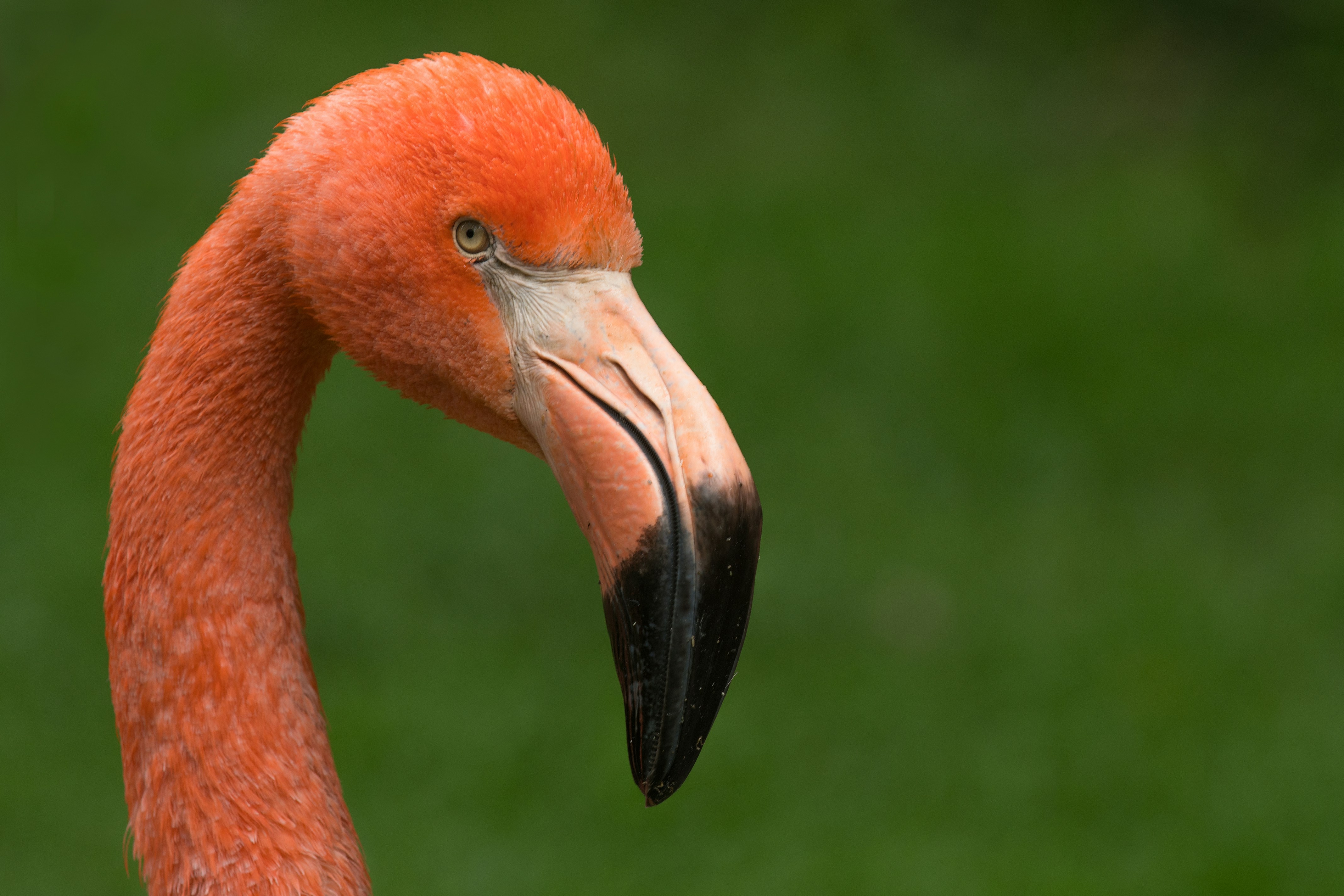 Close-up of a flamingo with vivid orange plumage against a blurred green background.
