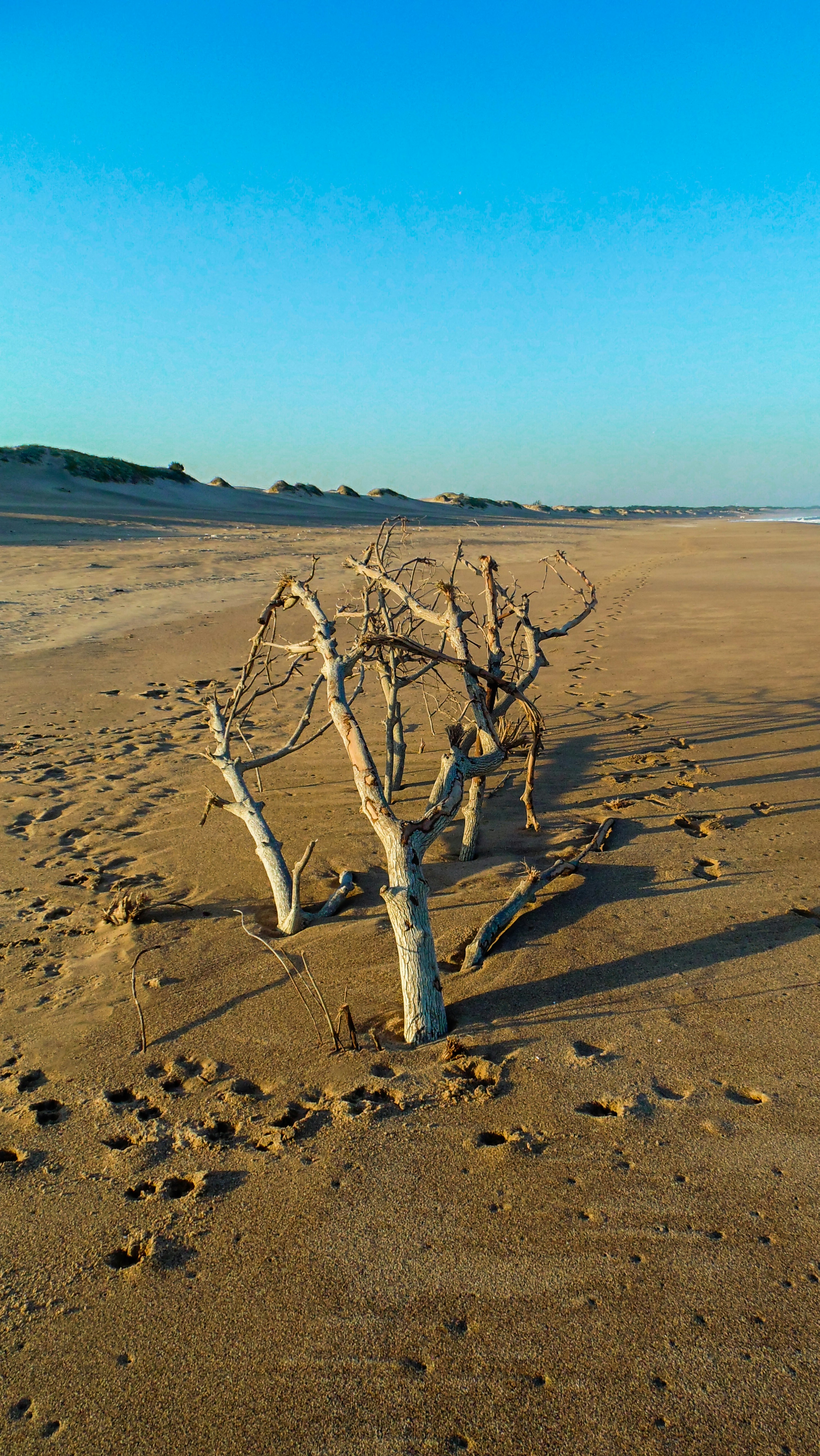 A gnarled tree stands alone on a vast sandy beach, its branches reaching toward the clear blue sky. Footprints in the sand hint at the presence of wildlife.