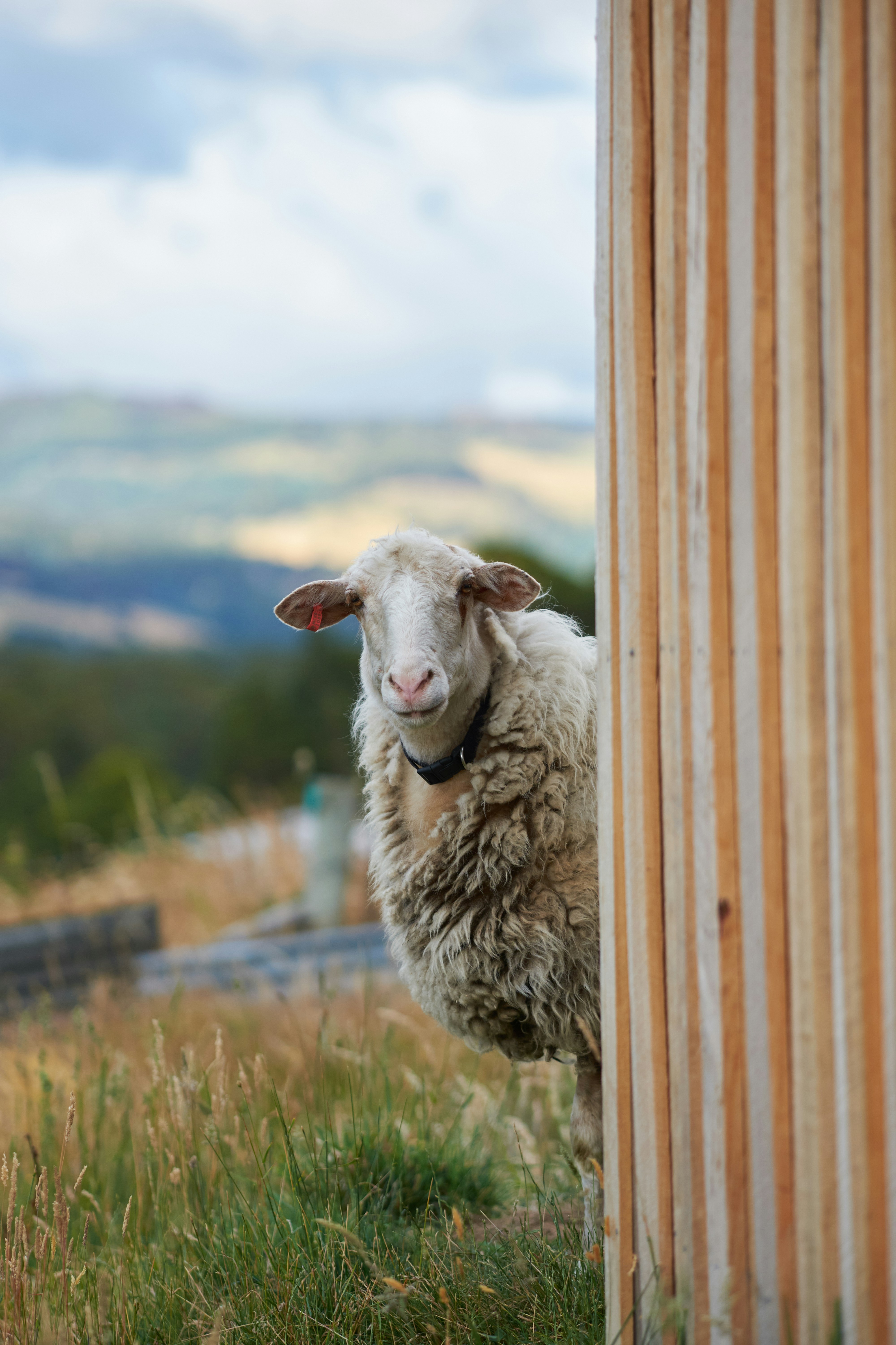 Curious Sheep Pausing at the Wooden Fence