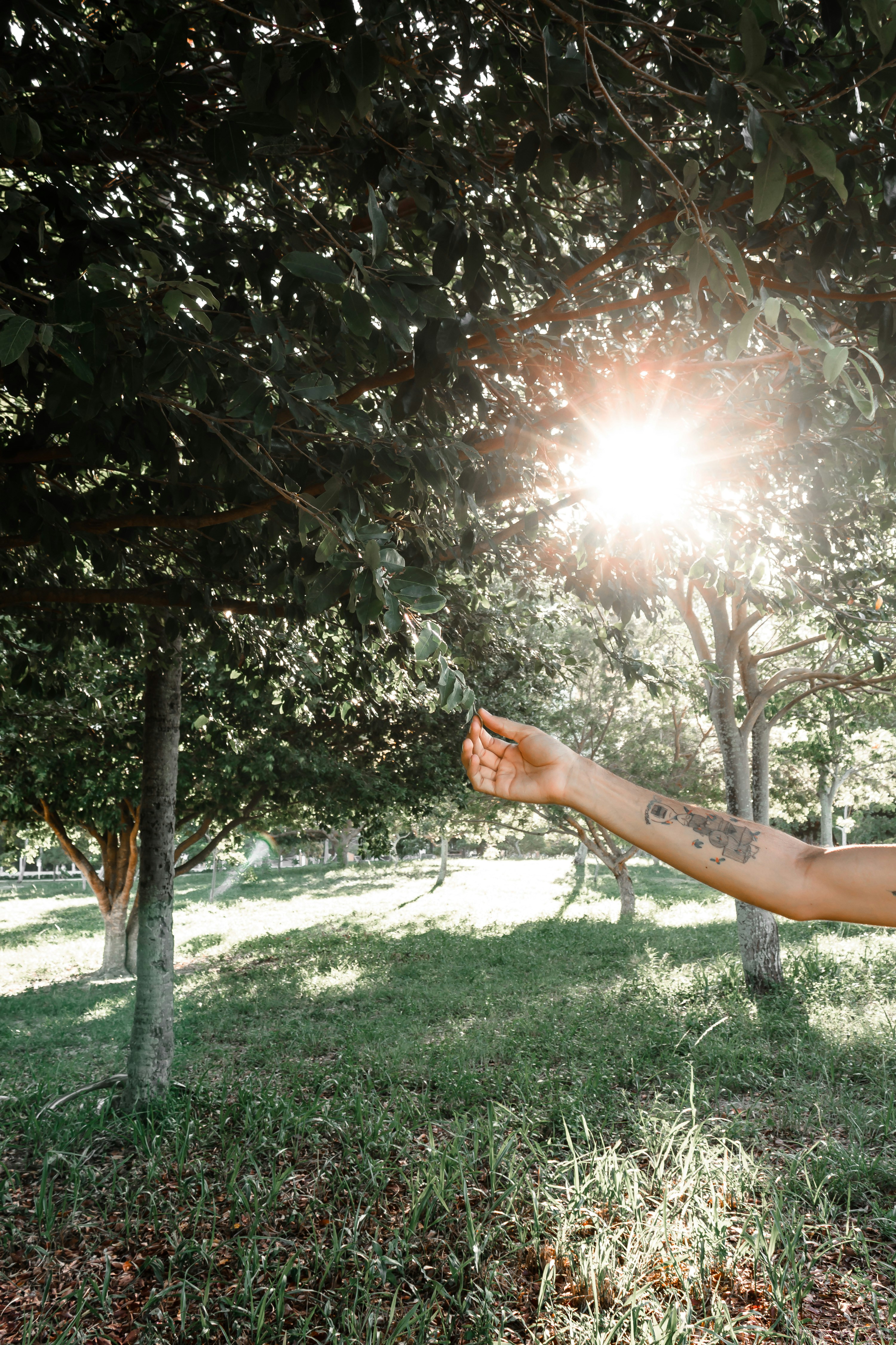 Sunflare Through Leafy Canopy: Inked Arm Reaches for Light