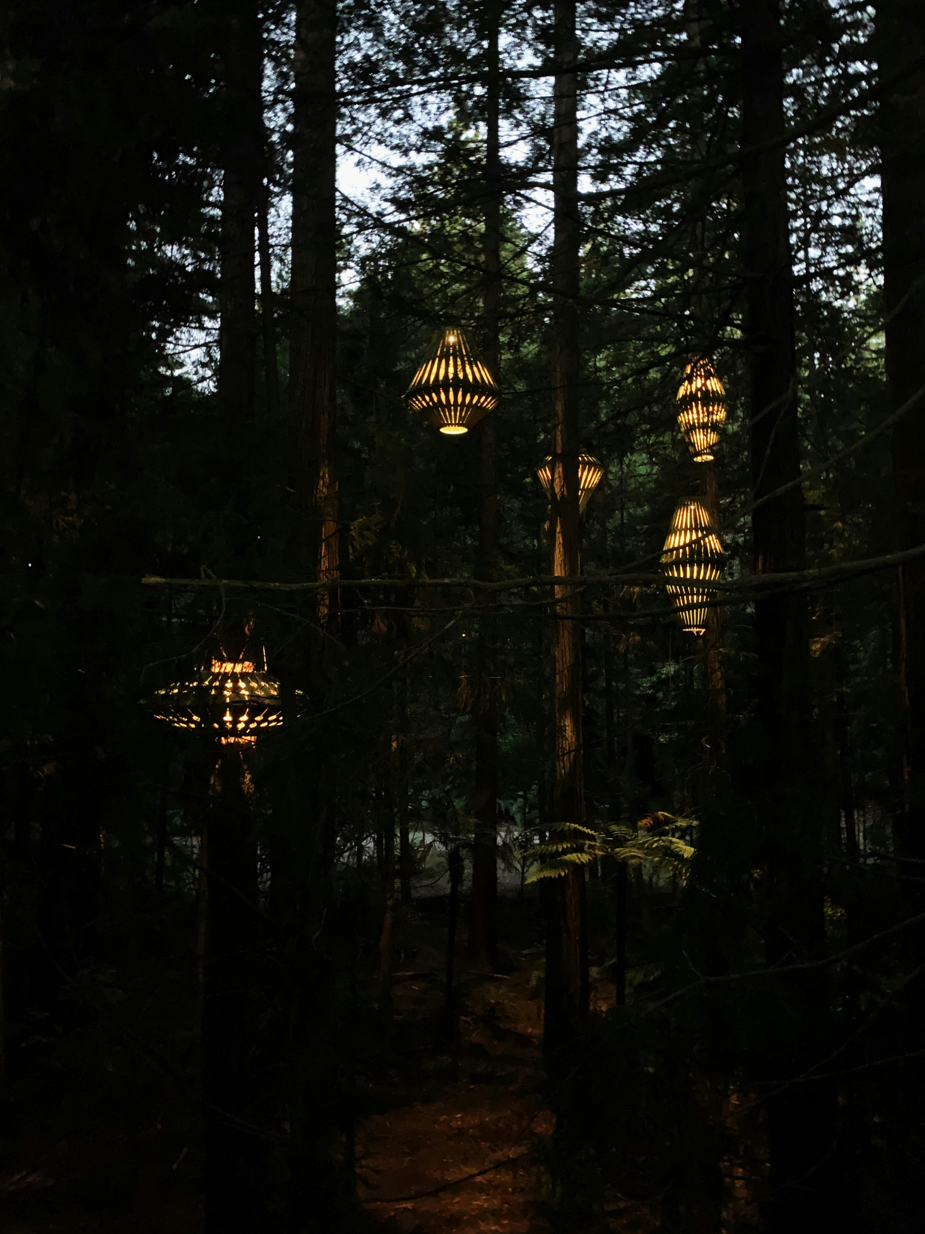 Illuminated Whispers in the Woods