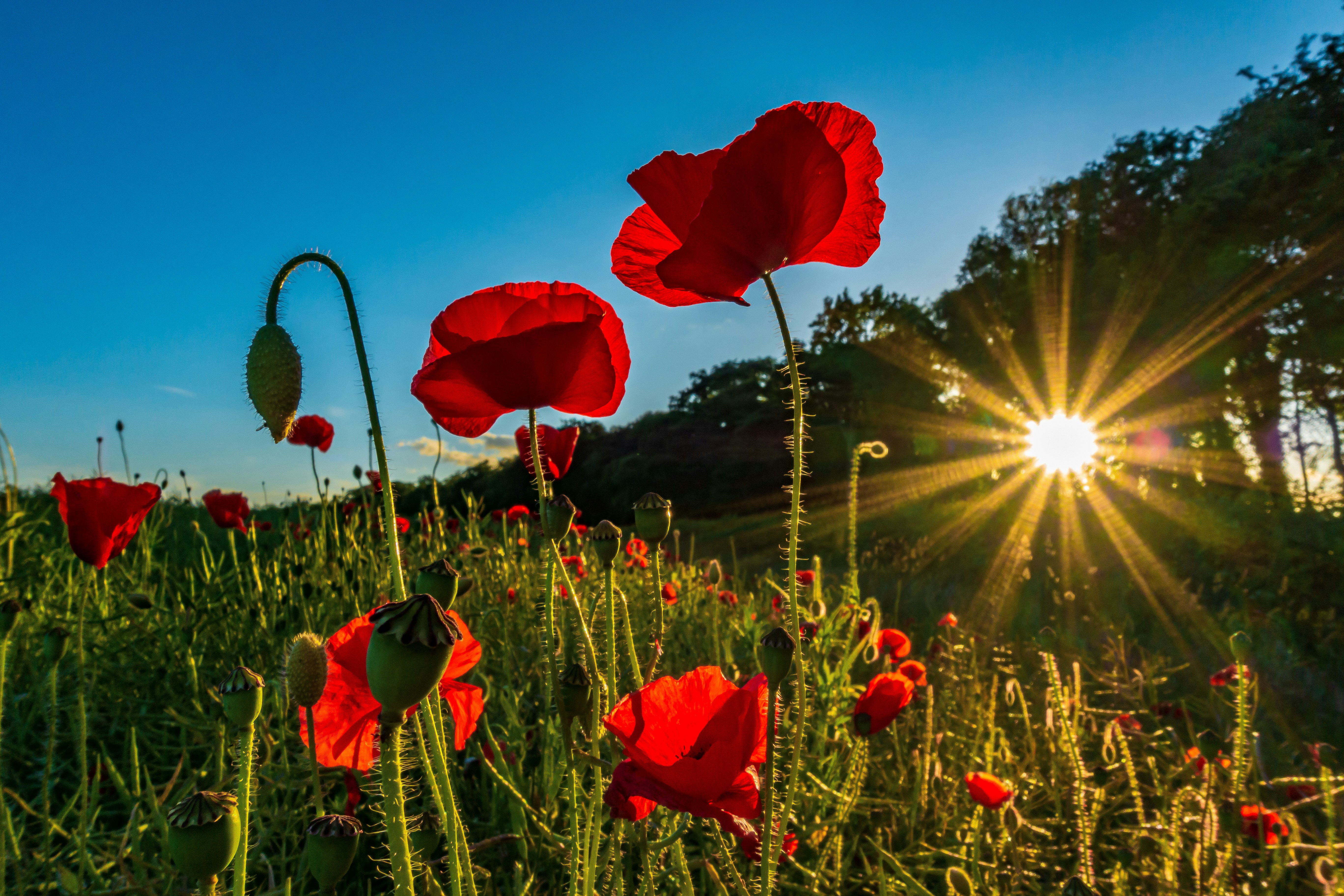 Sunny Field Pictures | Download Free Images on Unsplash