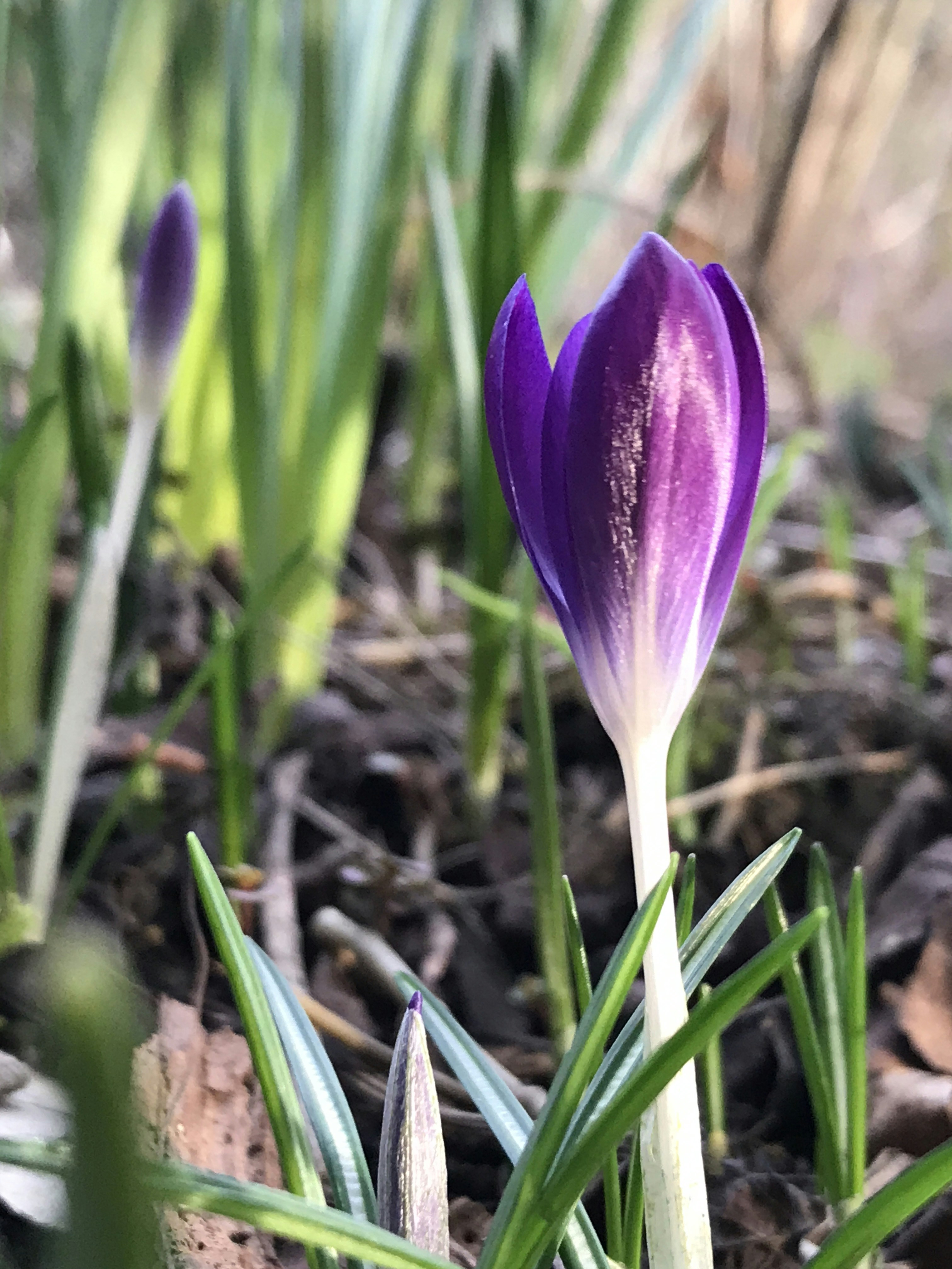 purple crocus flower in bloom during daytime