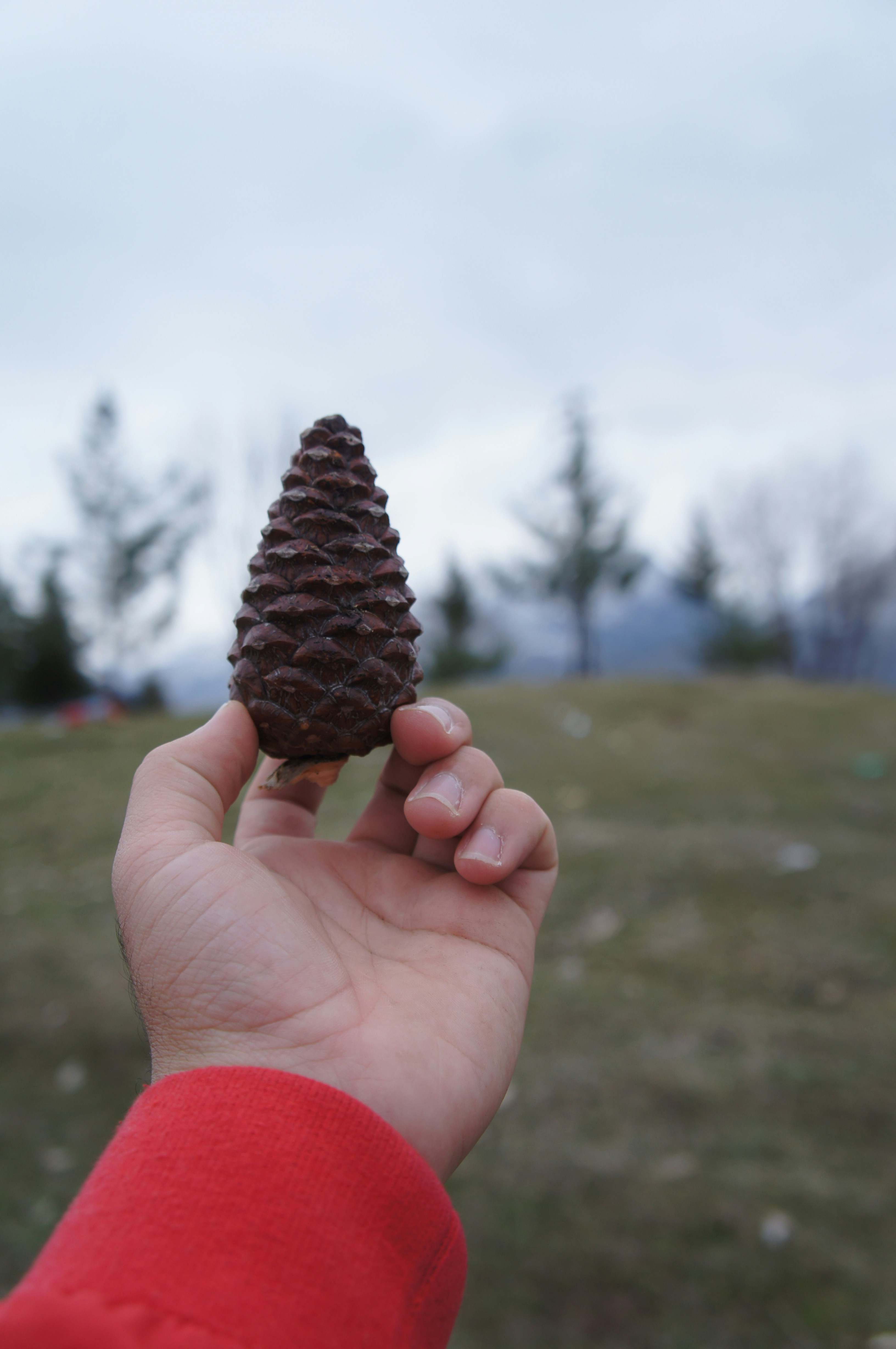 a person holding a pine cone in their hand