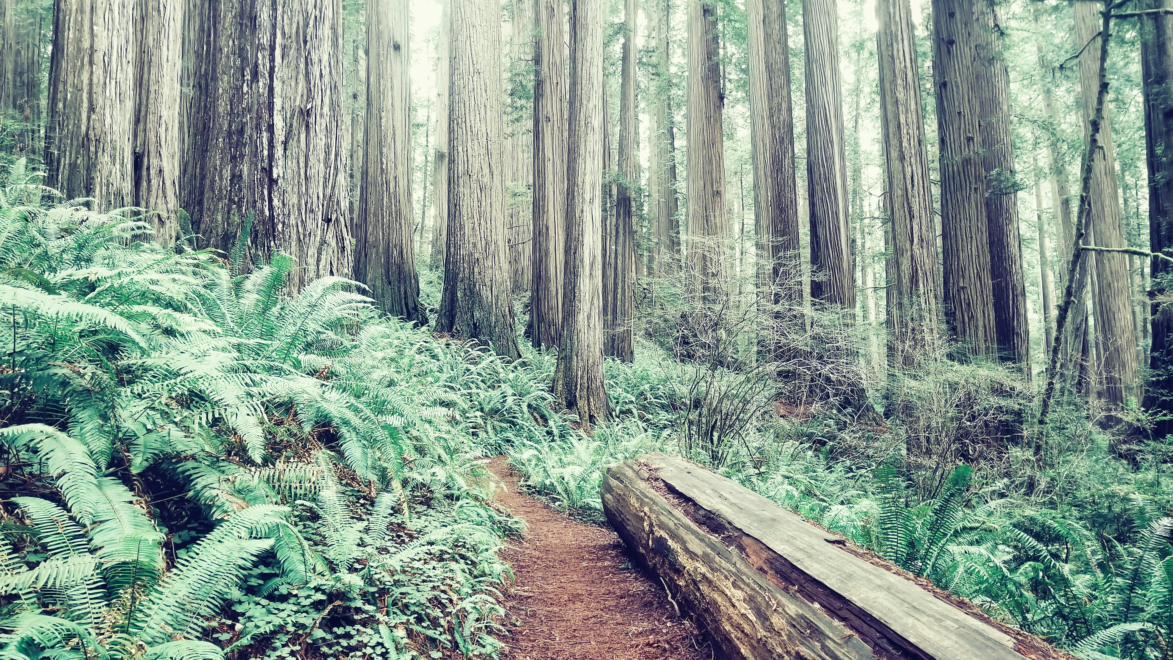 California Forest Pictures | Download Free Images on Unsplash