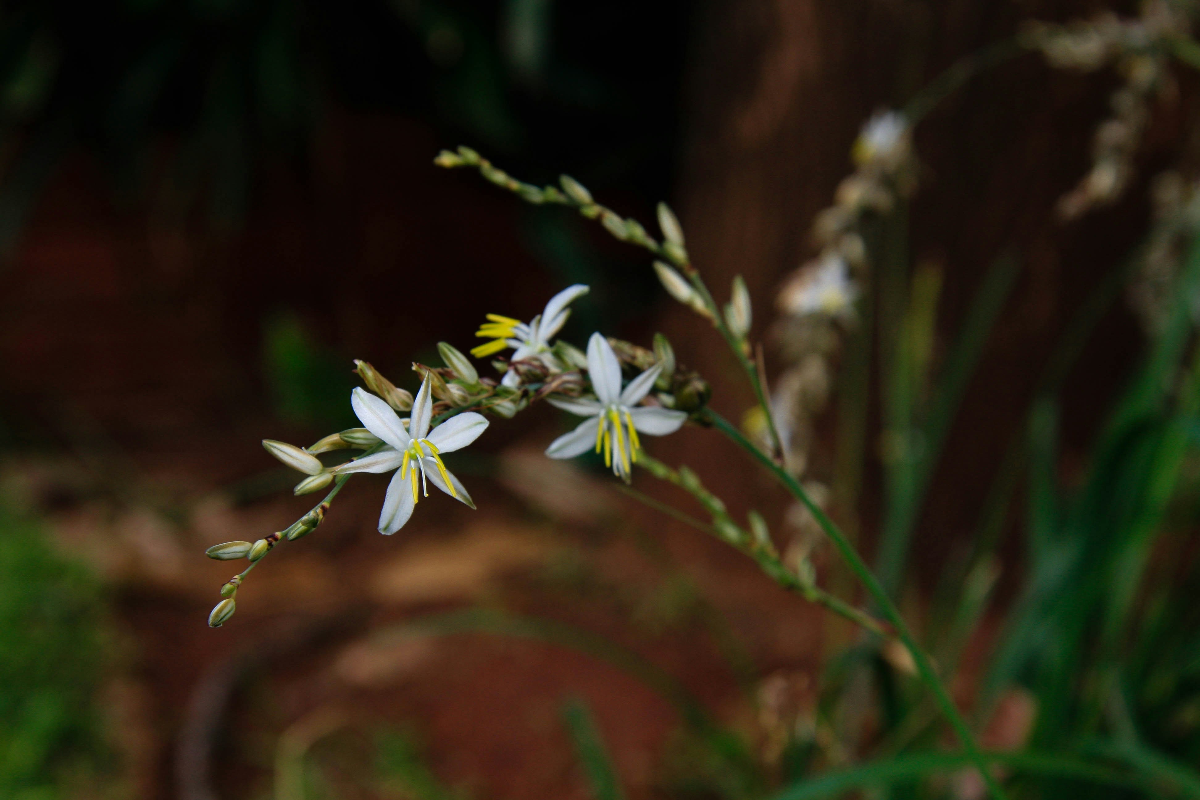 Delicate white and yellow flowers in focus against a blurred natural background.