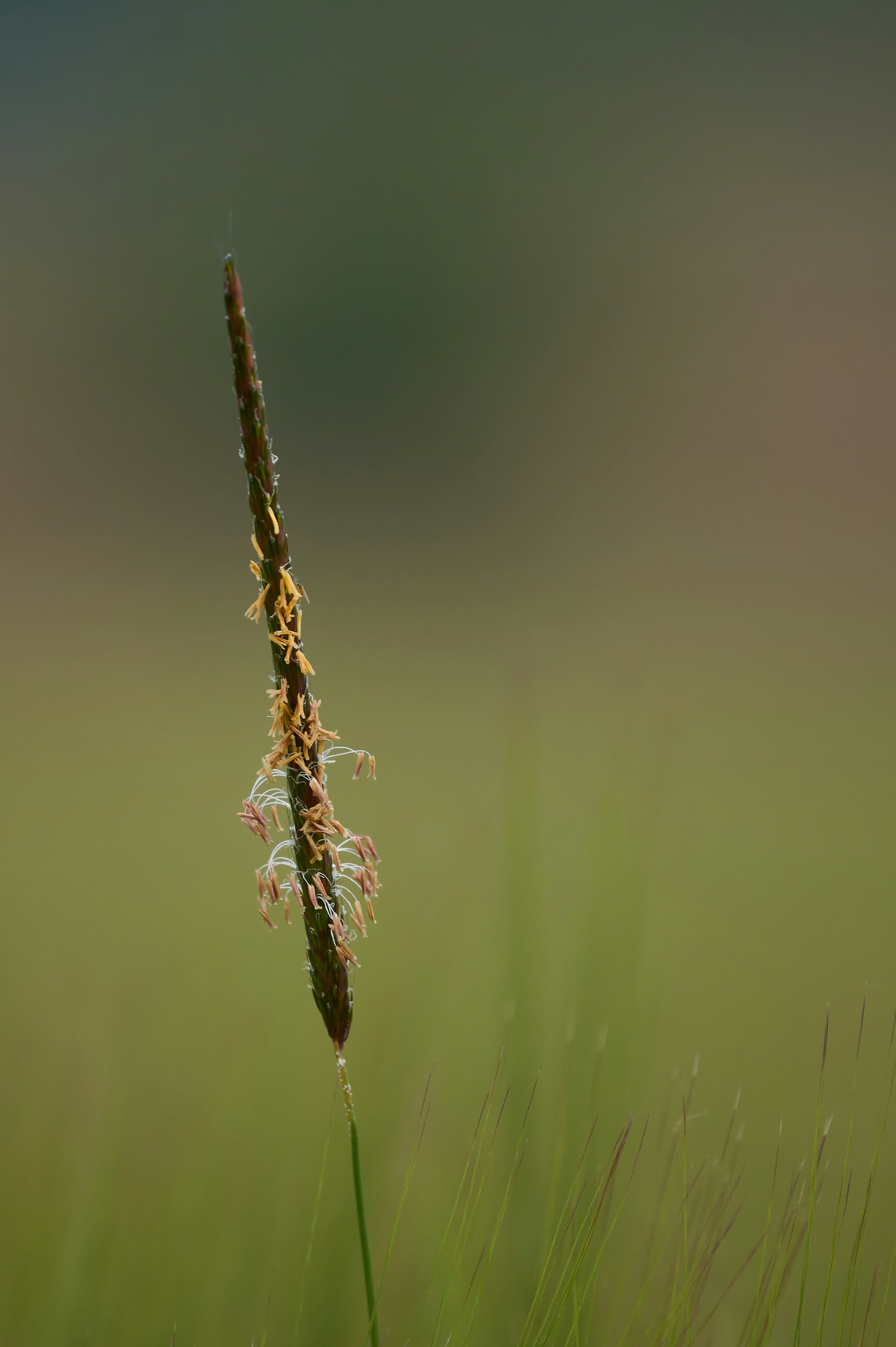 Crown of Seeds on a Lone Grass Spike
