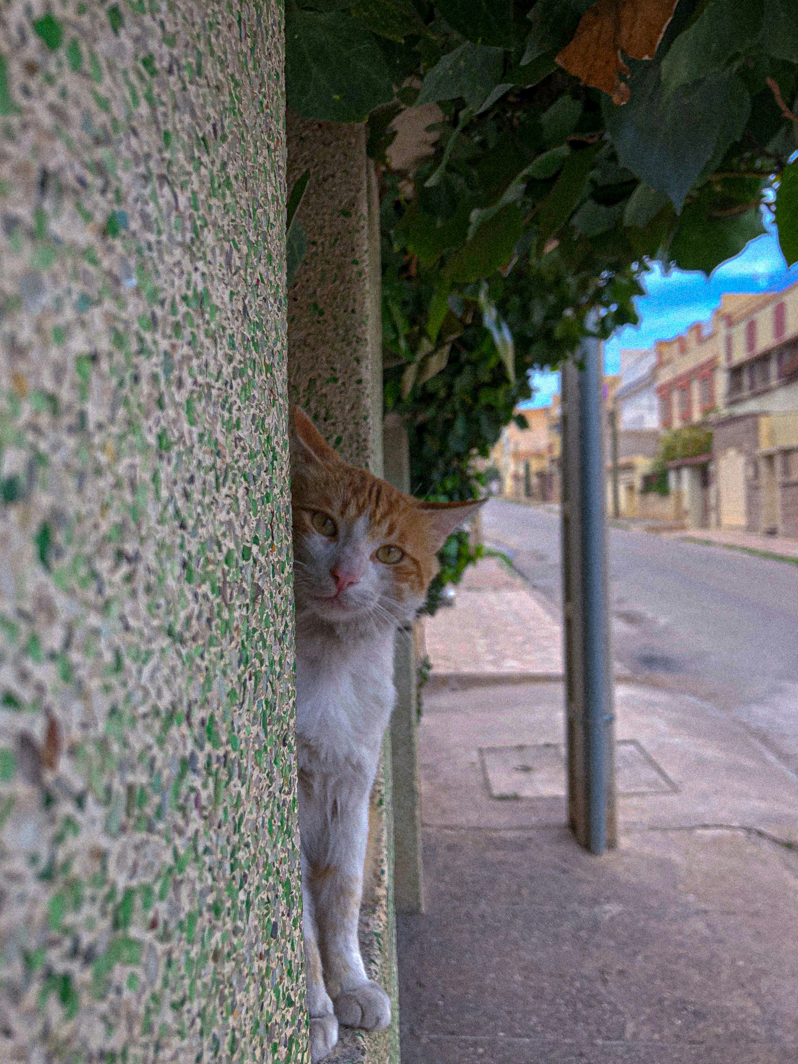 Ginger cat peering around a textured wall, framed by lush greenery in an urban setting. A quiet street scene unfolds in the background.