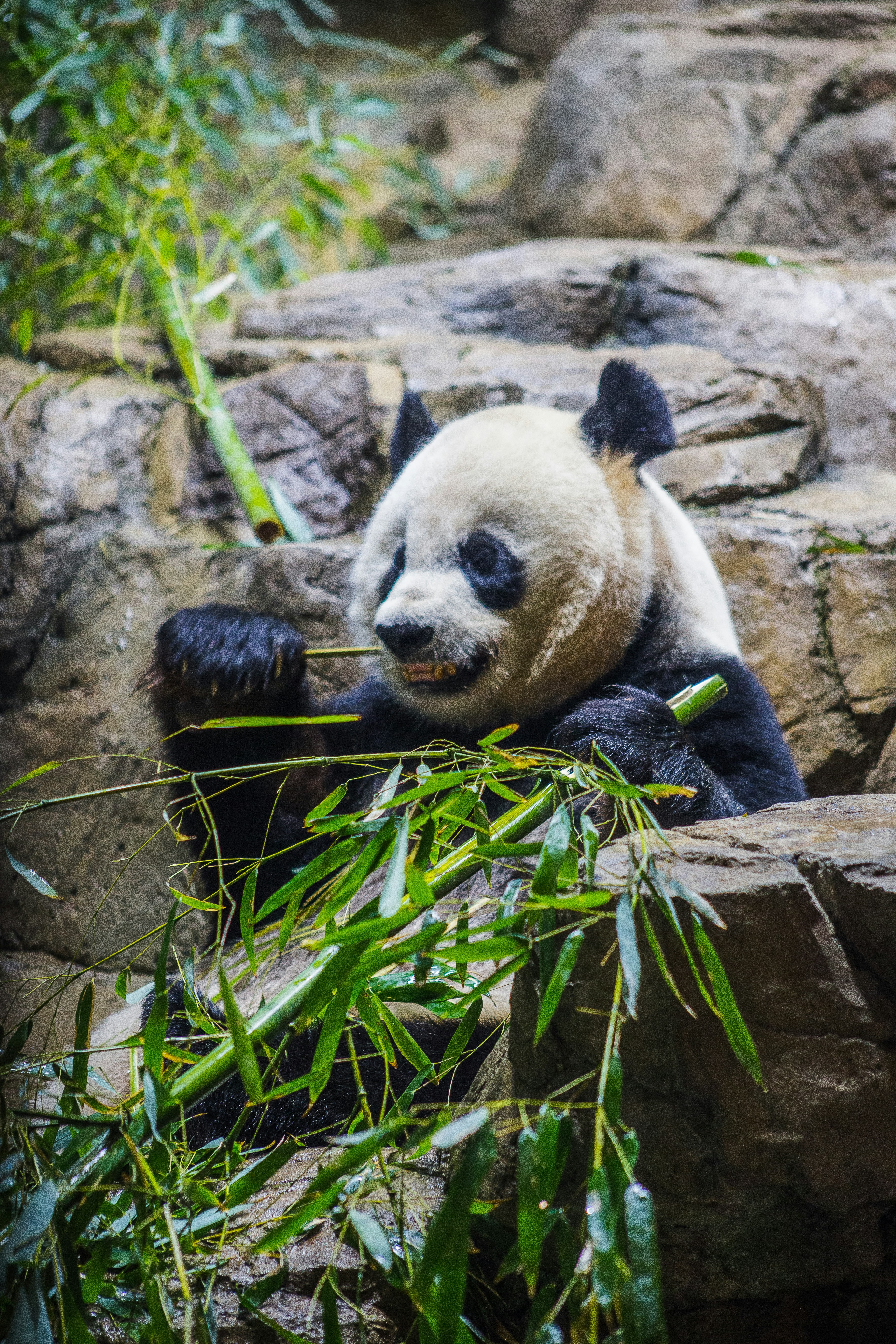 Panda Bear Pictures | Download Free Images on Unsplash