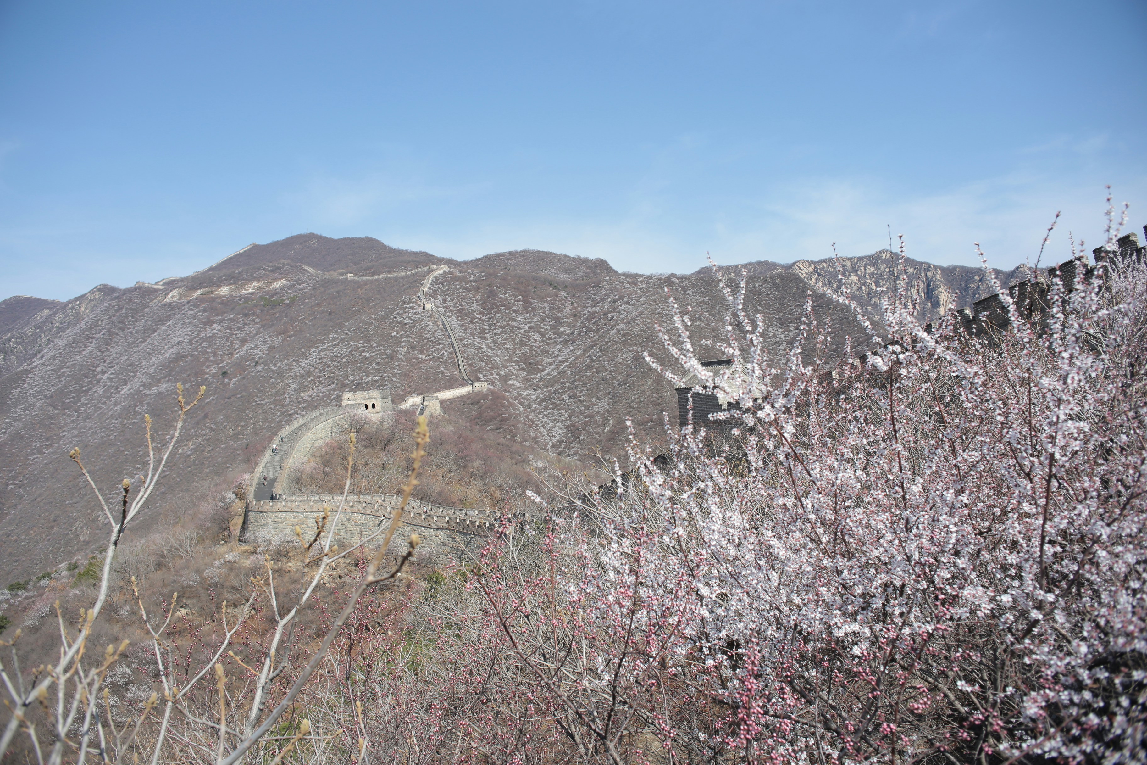 Spring Blooms Frame the Great Wall on a Quiet Mountain Ridge