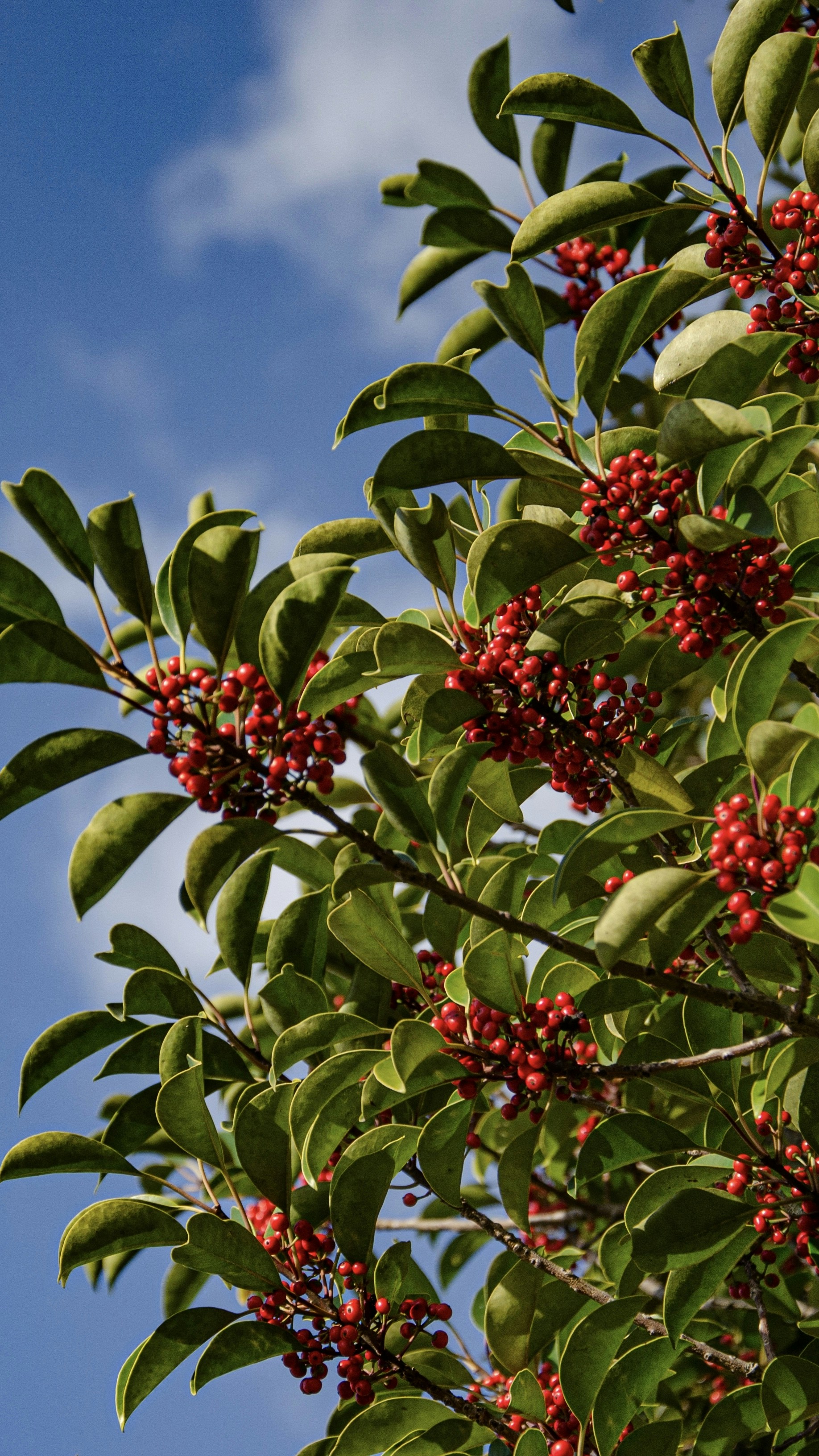 Red round fruits on tree during daytime photo – Free Plant Image on ...