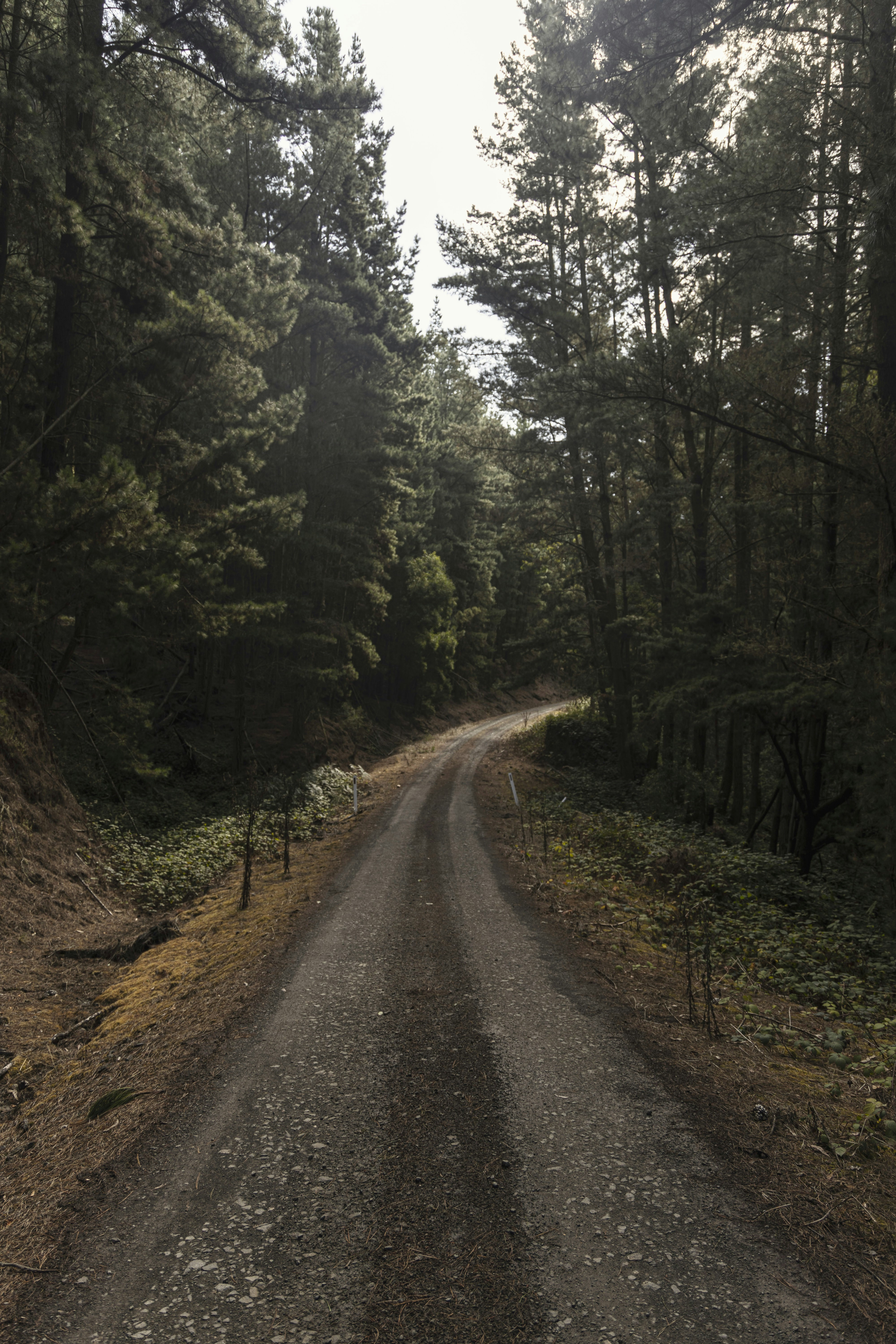 A winding dirt road meanders through a dense forest, flanked by towering trees and undergrowth. Soft light filters through the canopy, creating a serene atmosphere.
