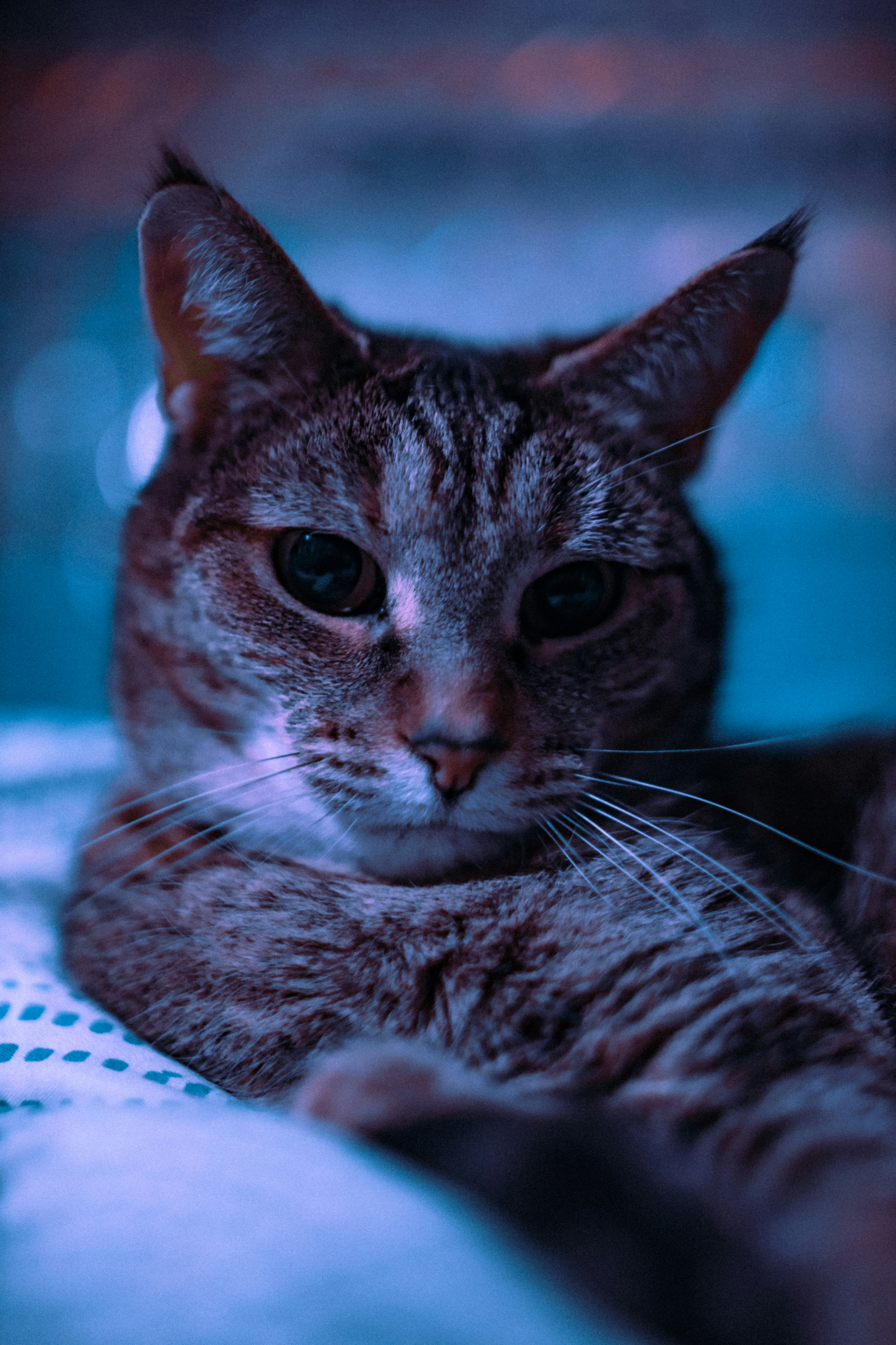 A close-up portrait of a cat resting, illuminated by soft, colorful lighting that enhances its striking features.
