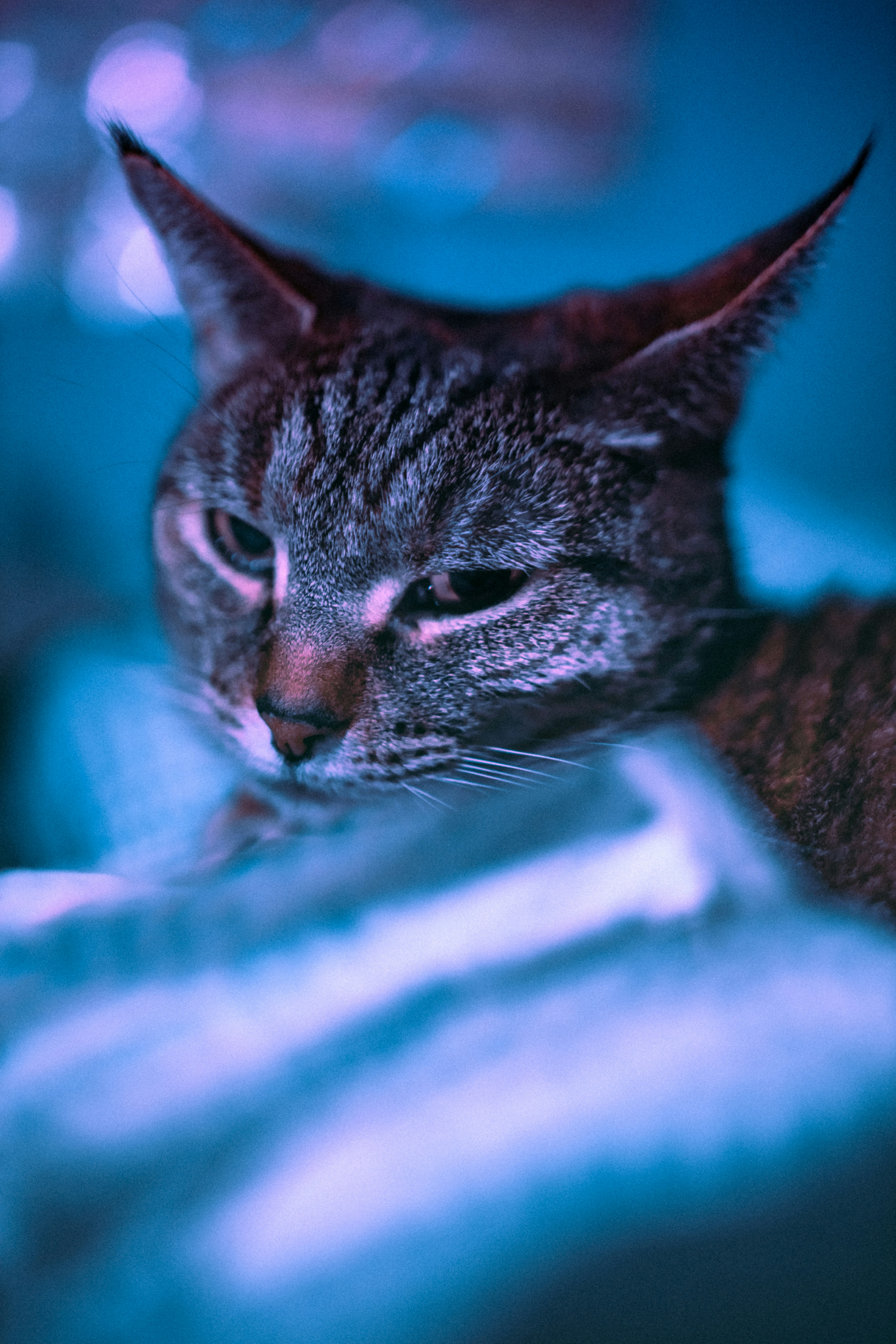 Blue Neon Gaze: A Cat at Rest in Neon Snowlight