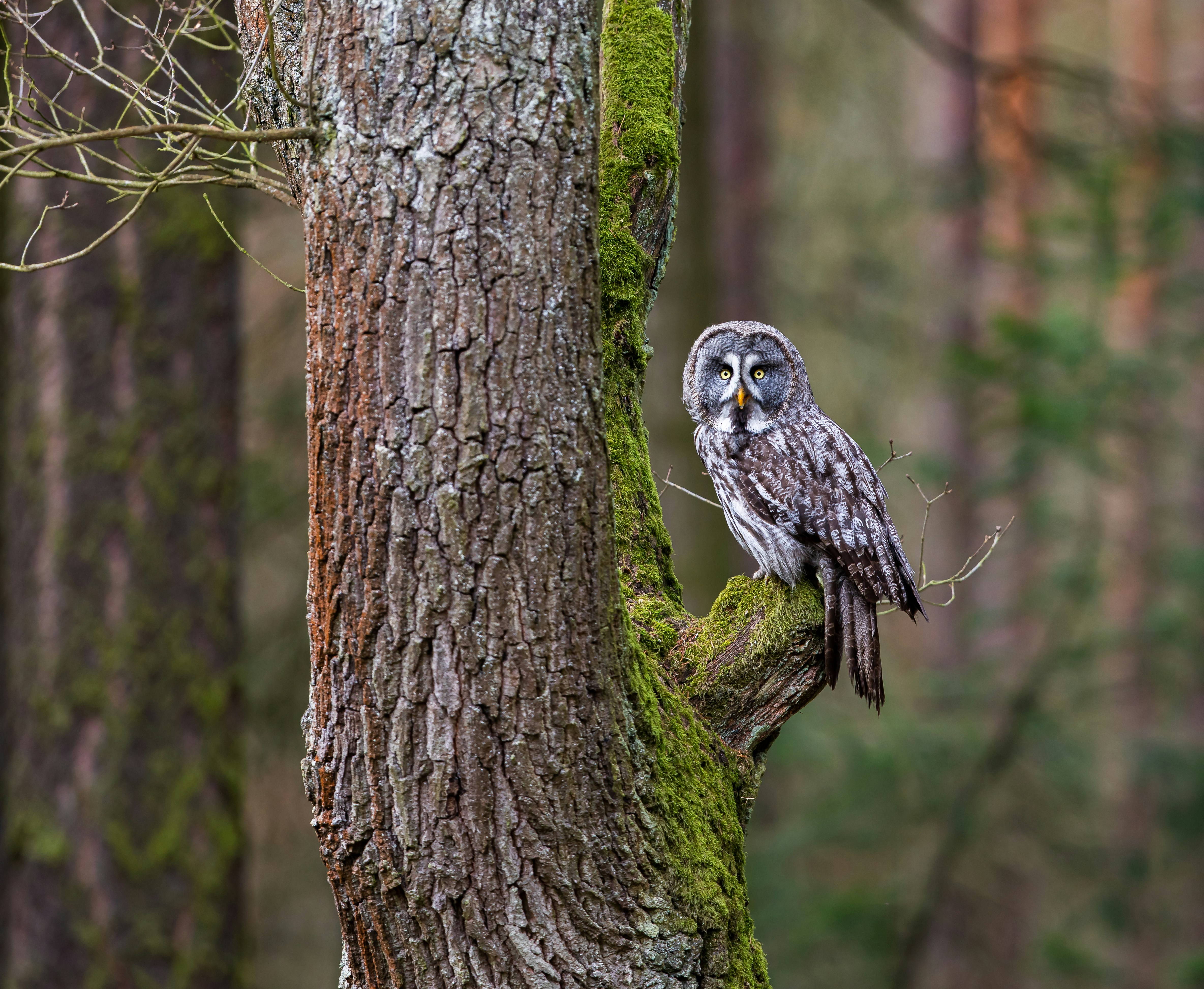 Weiße und schwarze Eule am Ast Foto – Kostenloses Bild zum Thema Vogel ...