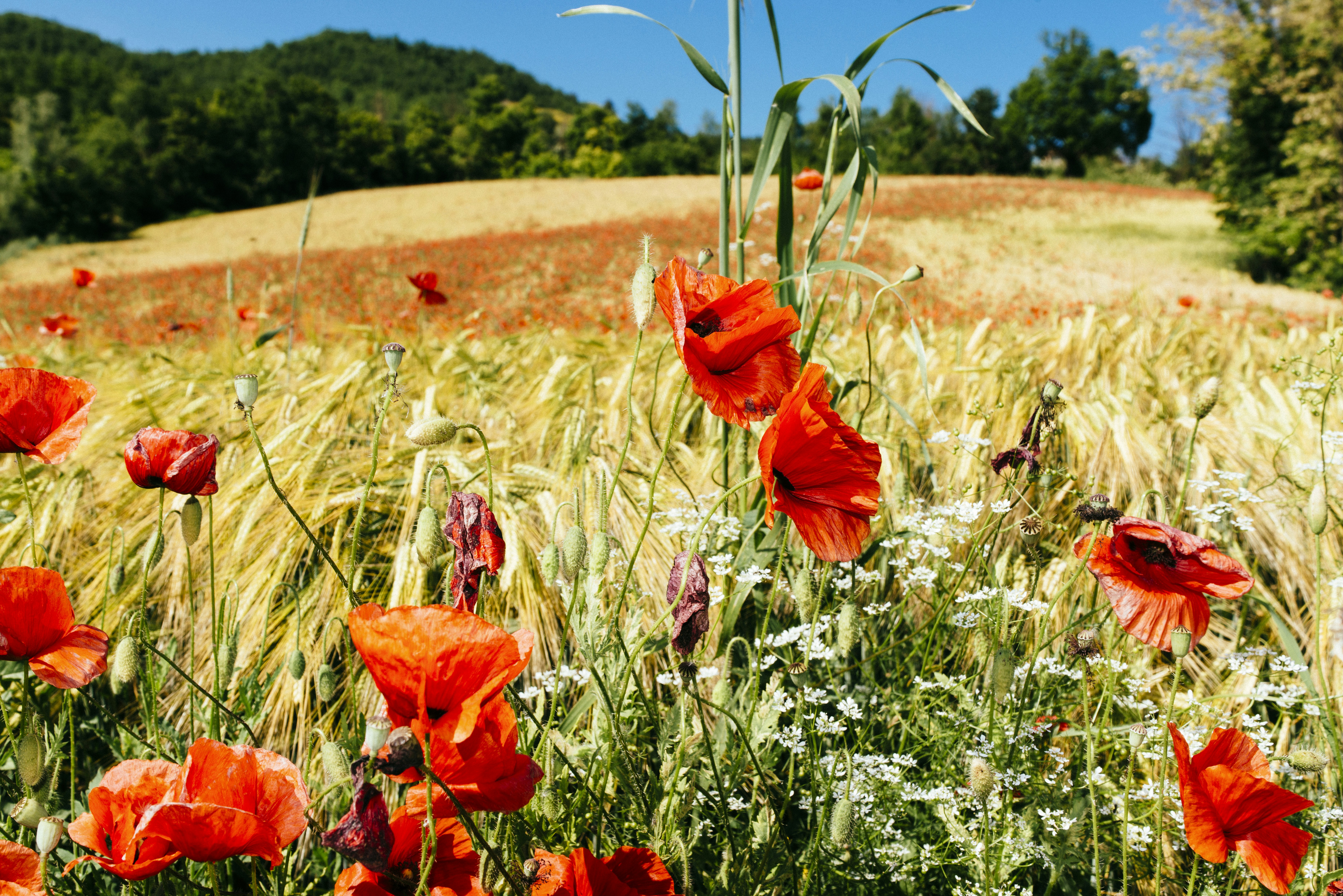 Vibrant Poppies in Golden Meadows