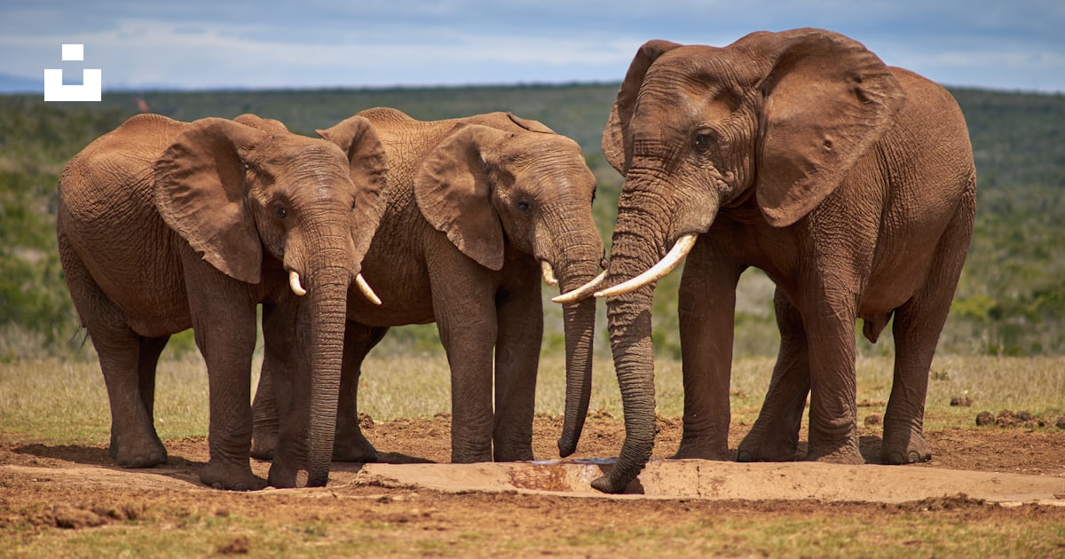 Two Brown Elephants On Brown Sand During Daytime Photo Free Penkoppie