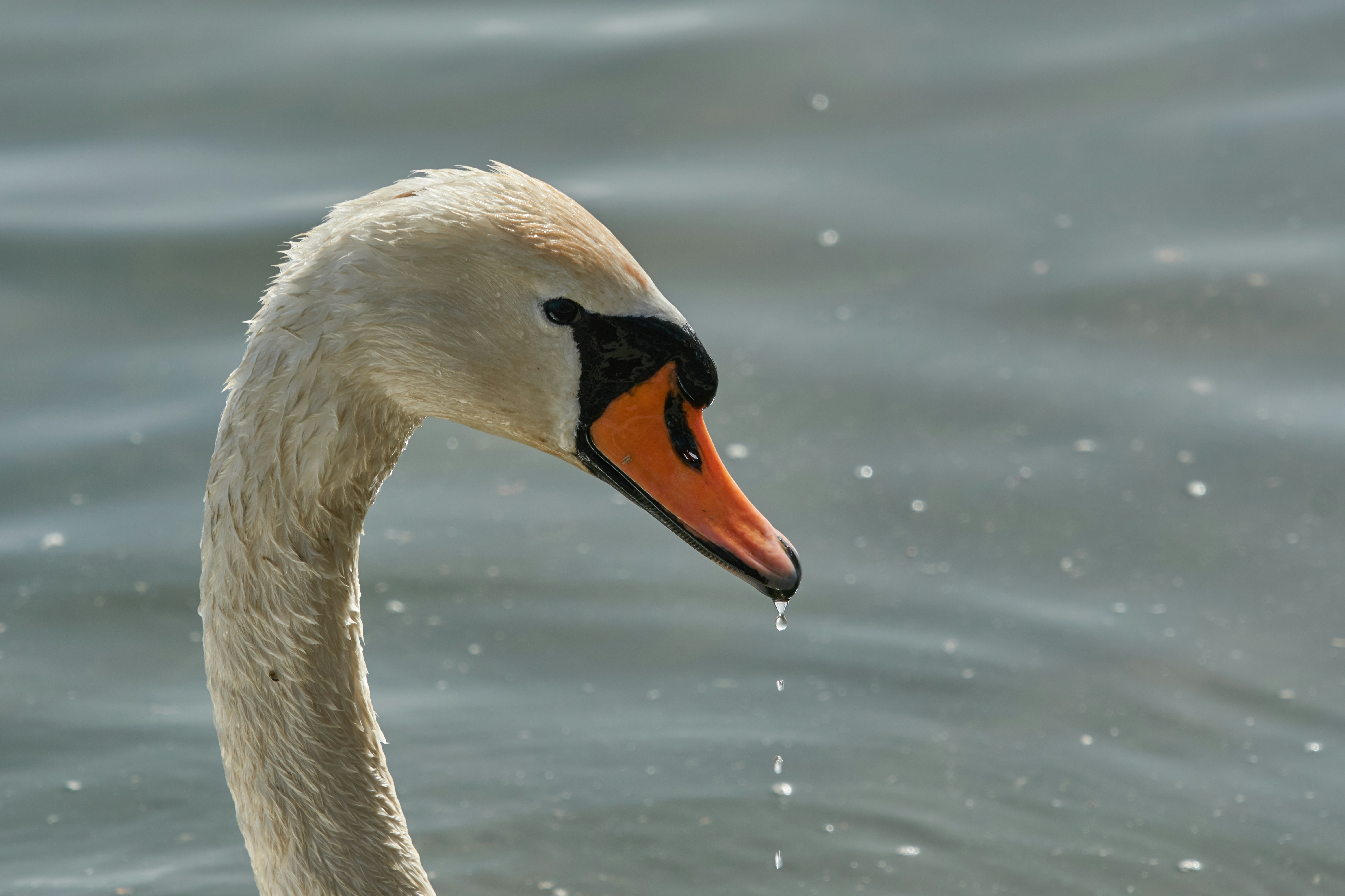 Swan in Profile: Quiet Gaze Over Rippled Water
