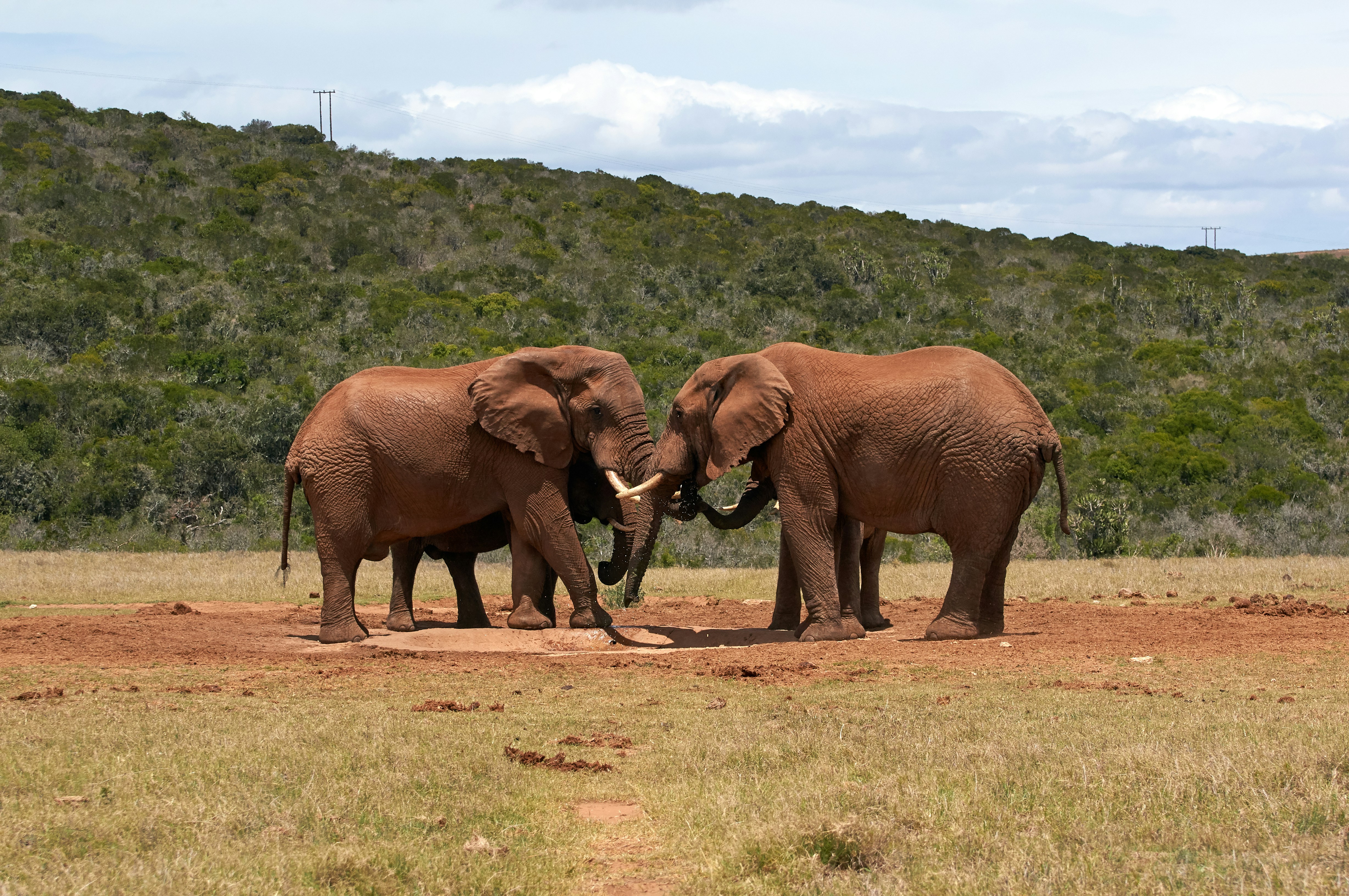Three brown elephants on brown field during daytime photo – Free Animal ...