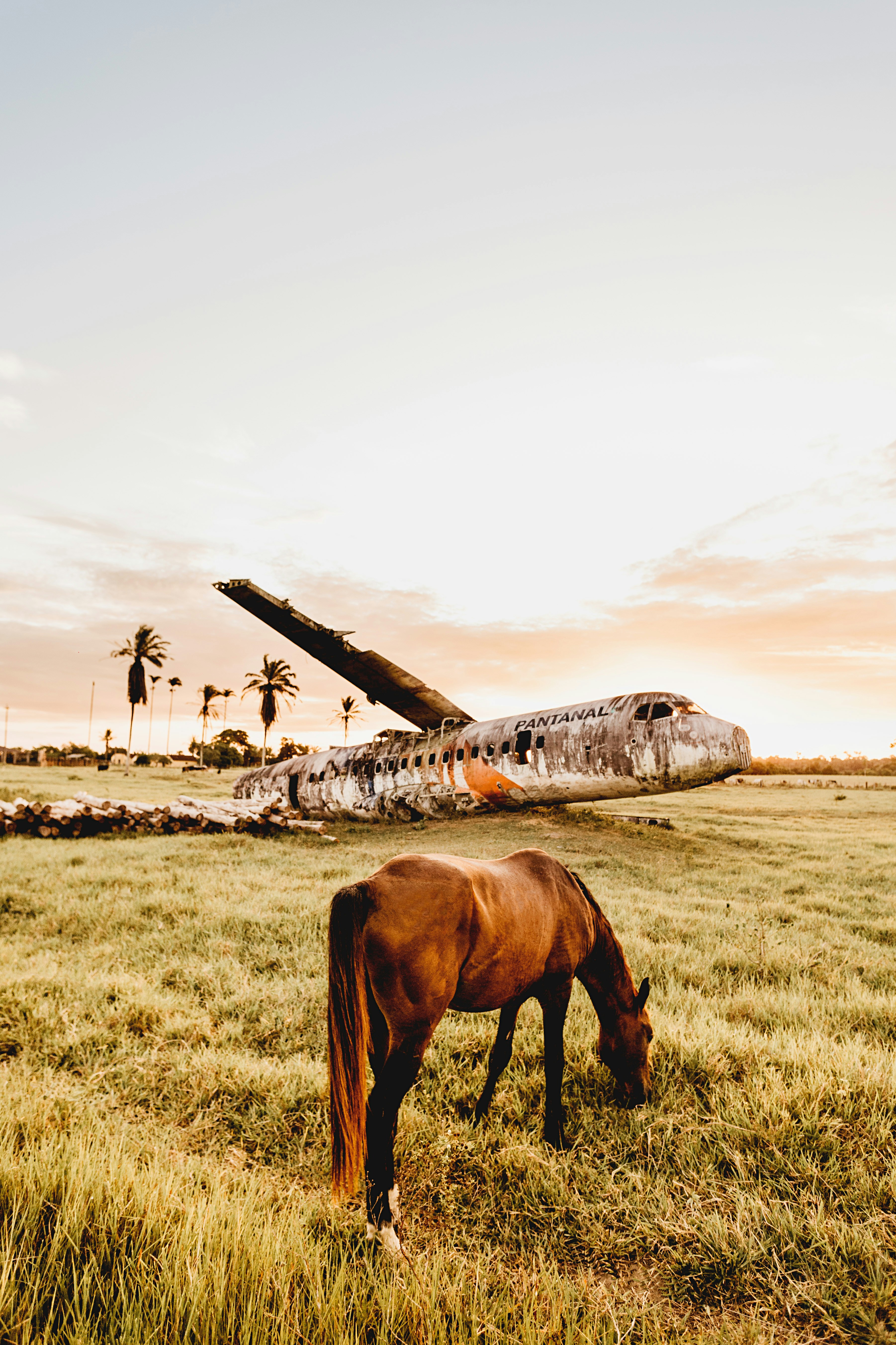 brown horse eating grass on field during daytime