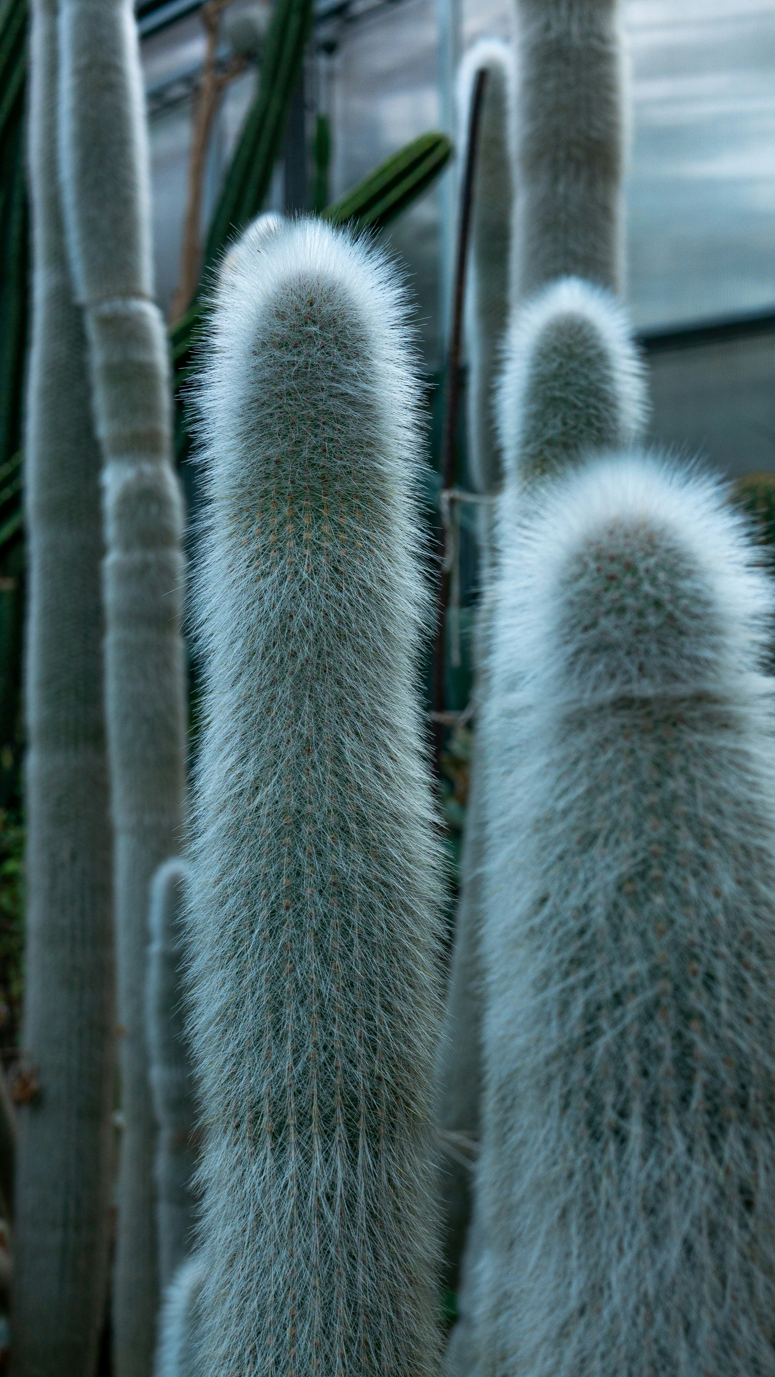 Flocculent Columns: Close-Up of Silvery Cactus Fur