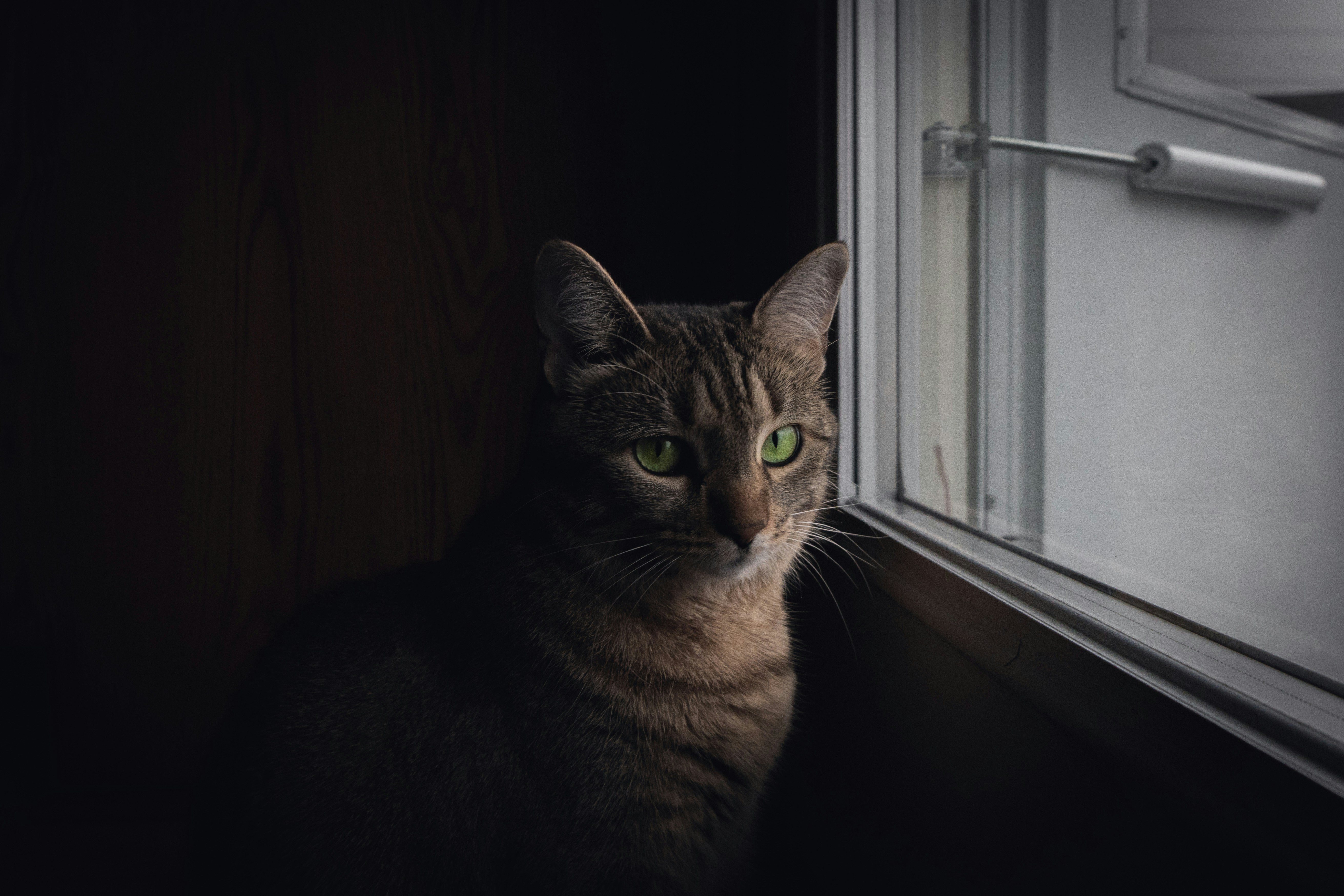 Emerald Gaze at the Window