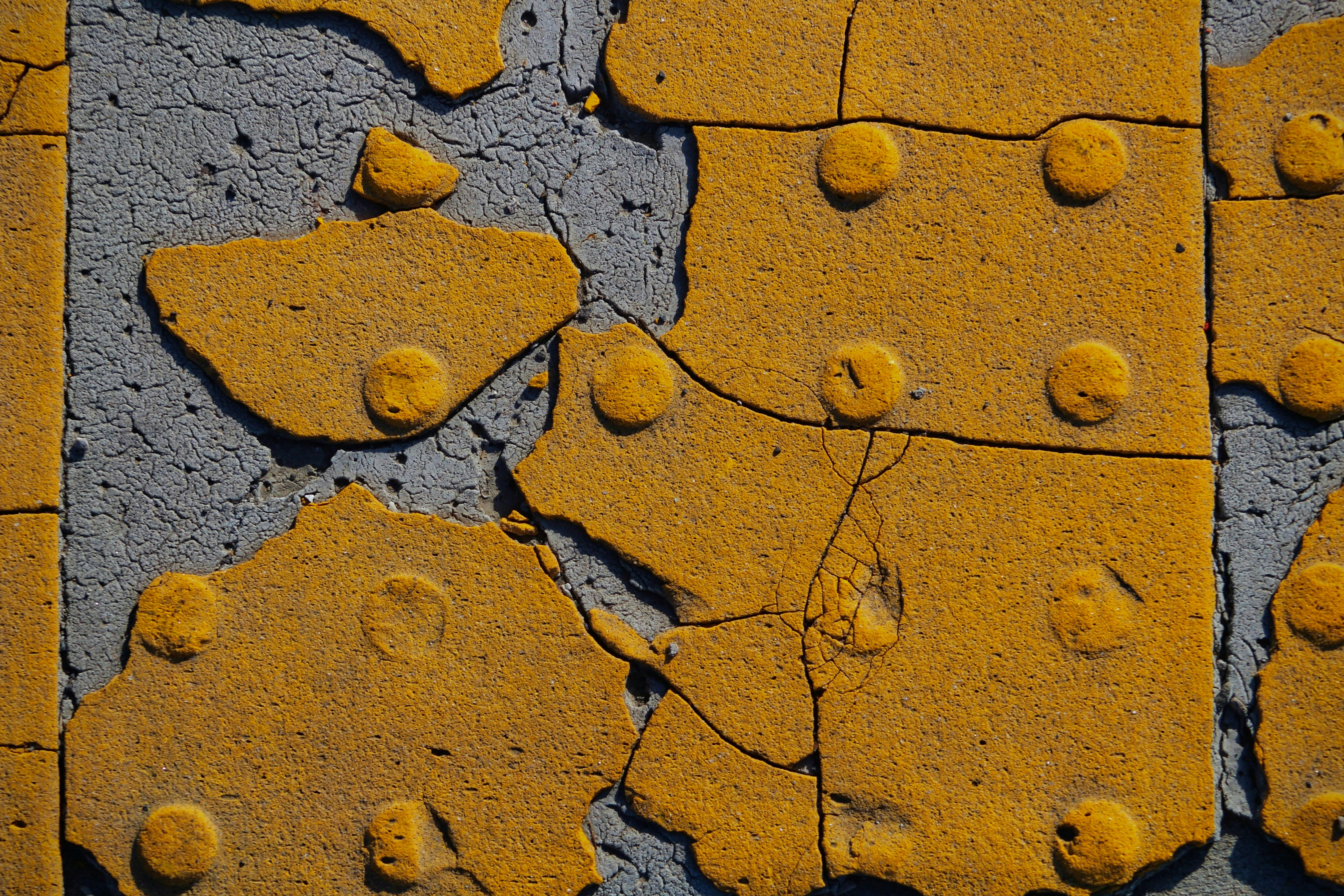 brown dried leaves on gray concrete pavement
