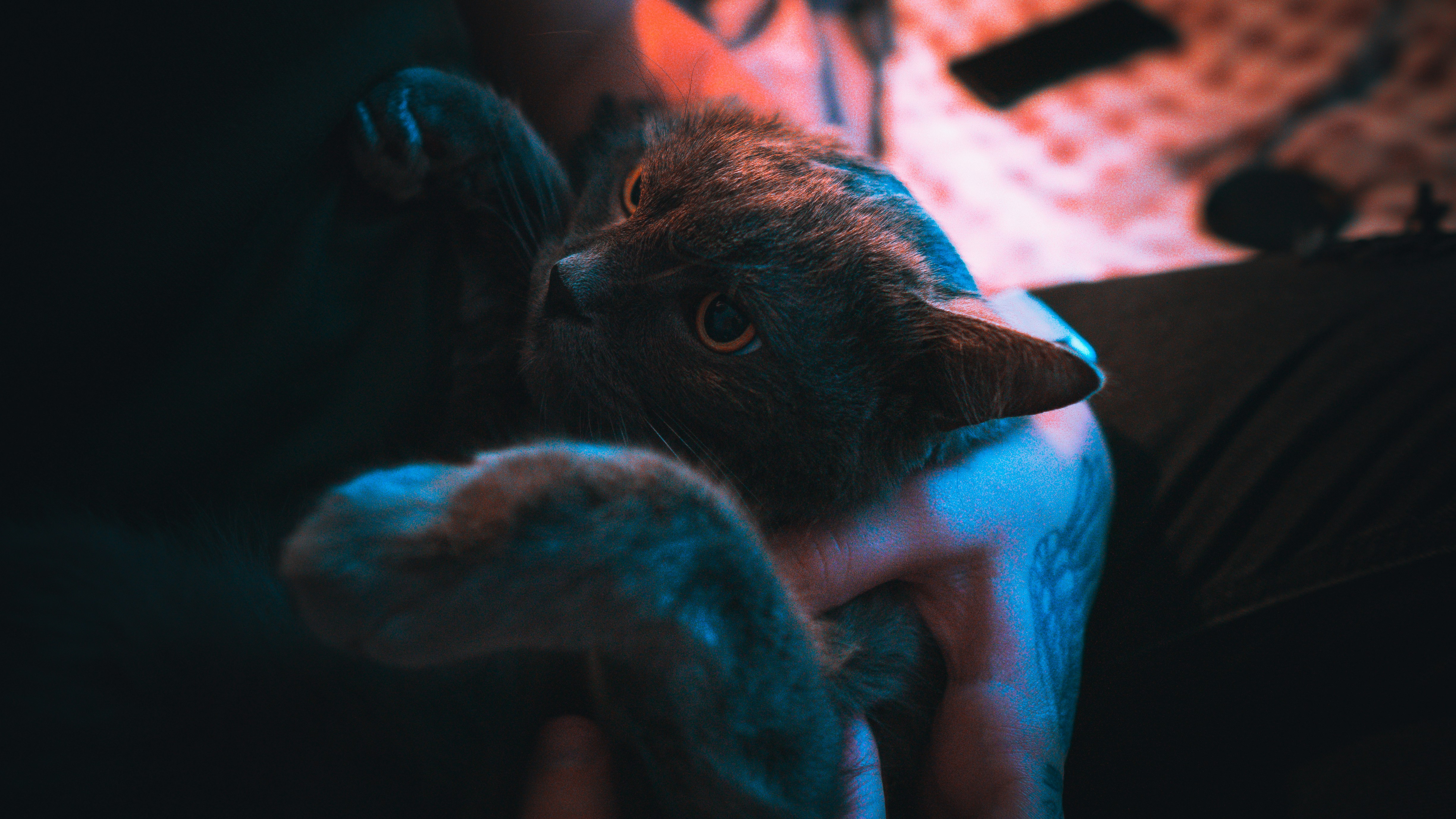 Whiskered Serenity in Neon Hues