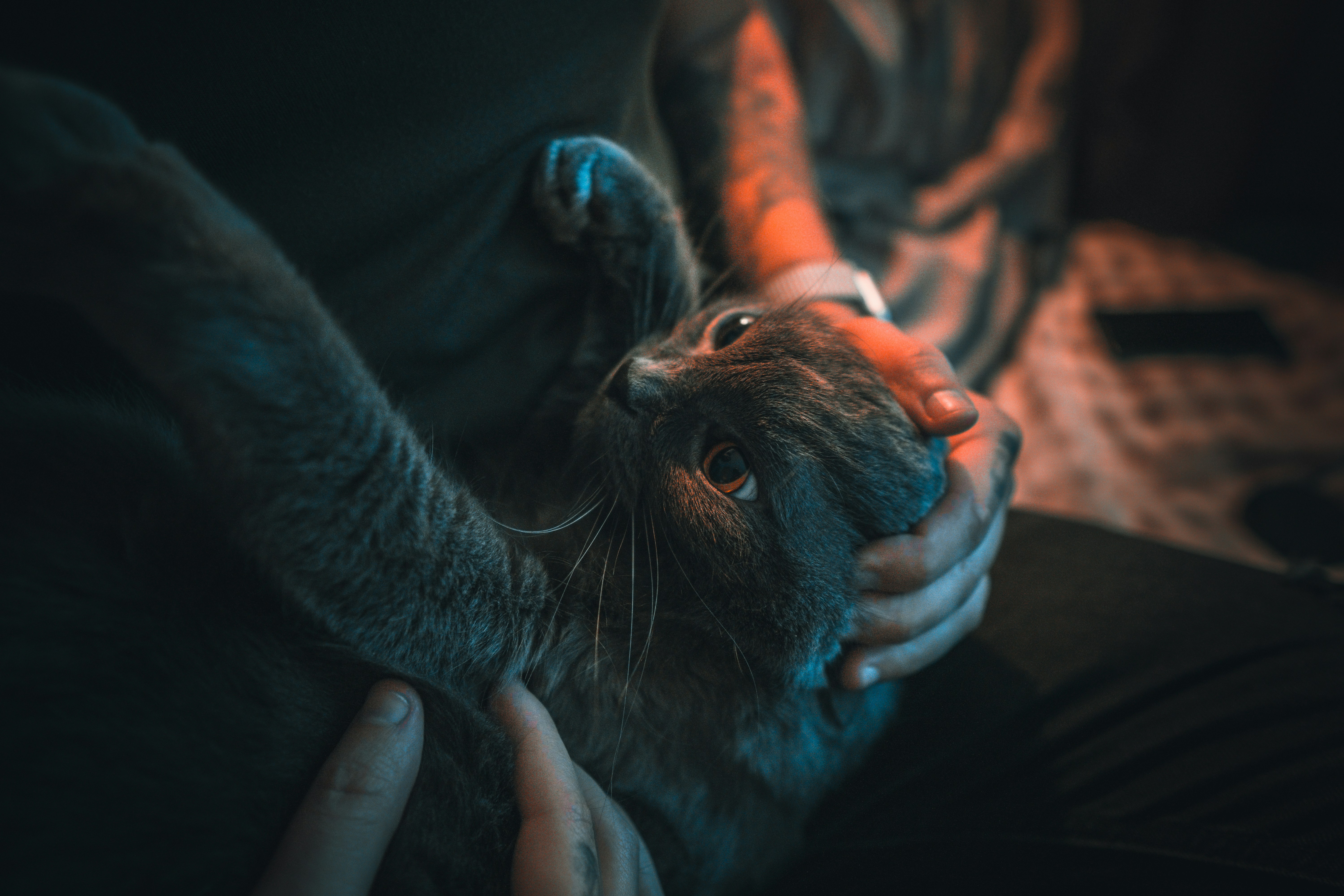 A gray cat playfully sprawled in a person's hands, surrounded by a warm, softly lit environment.