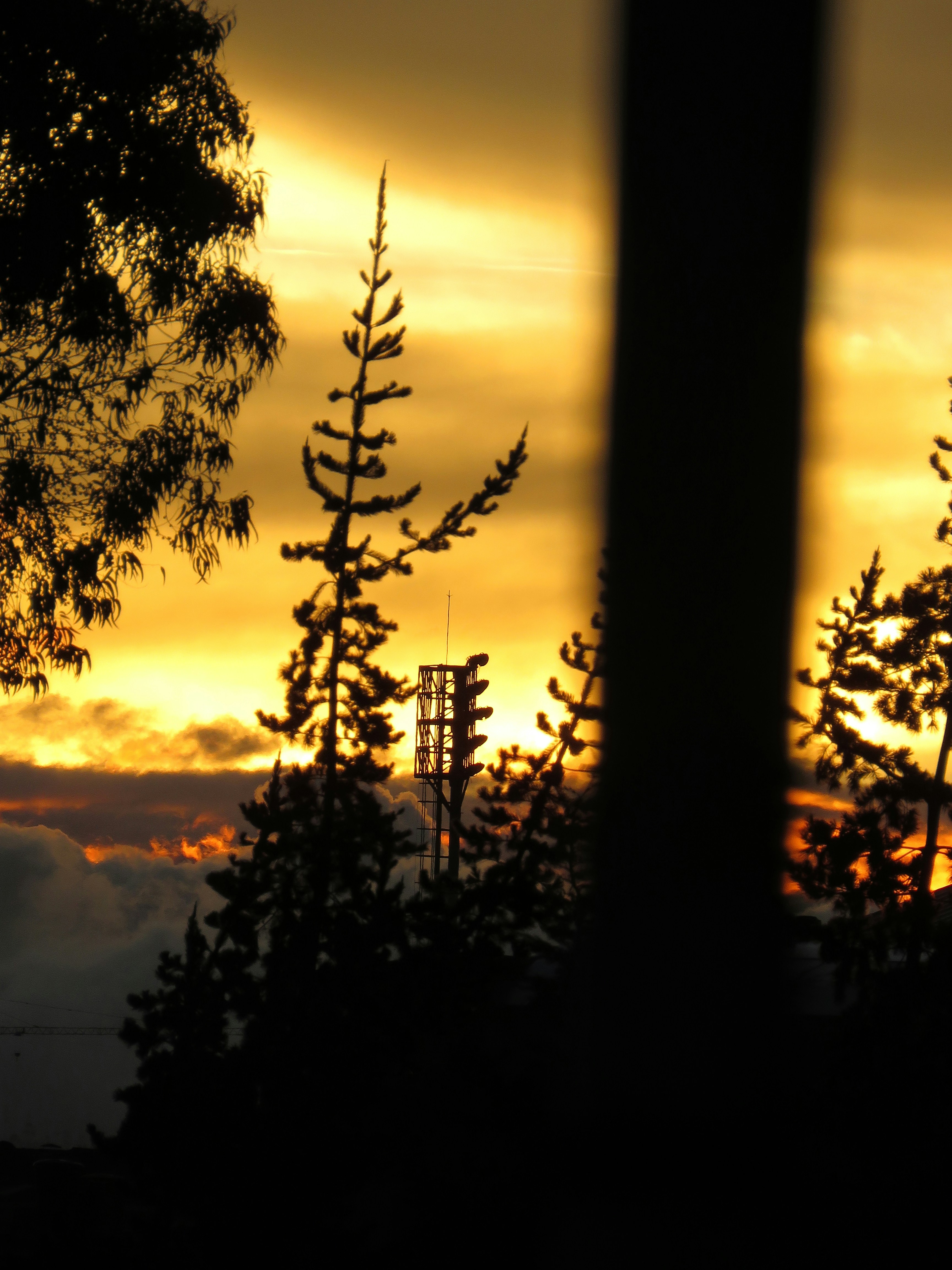 Sunset Silhouette: A Lattice Tower Rising Through Pine Shadows