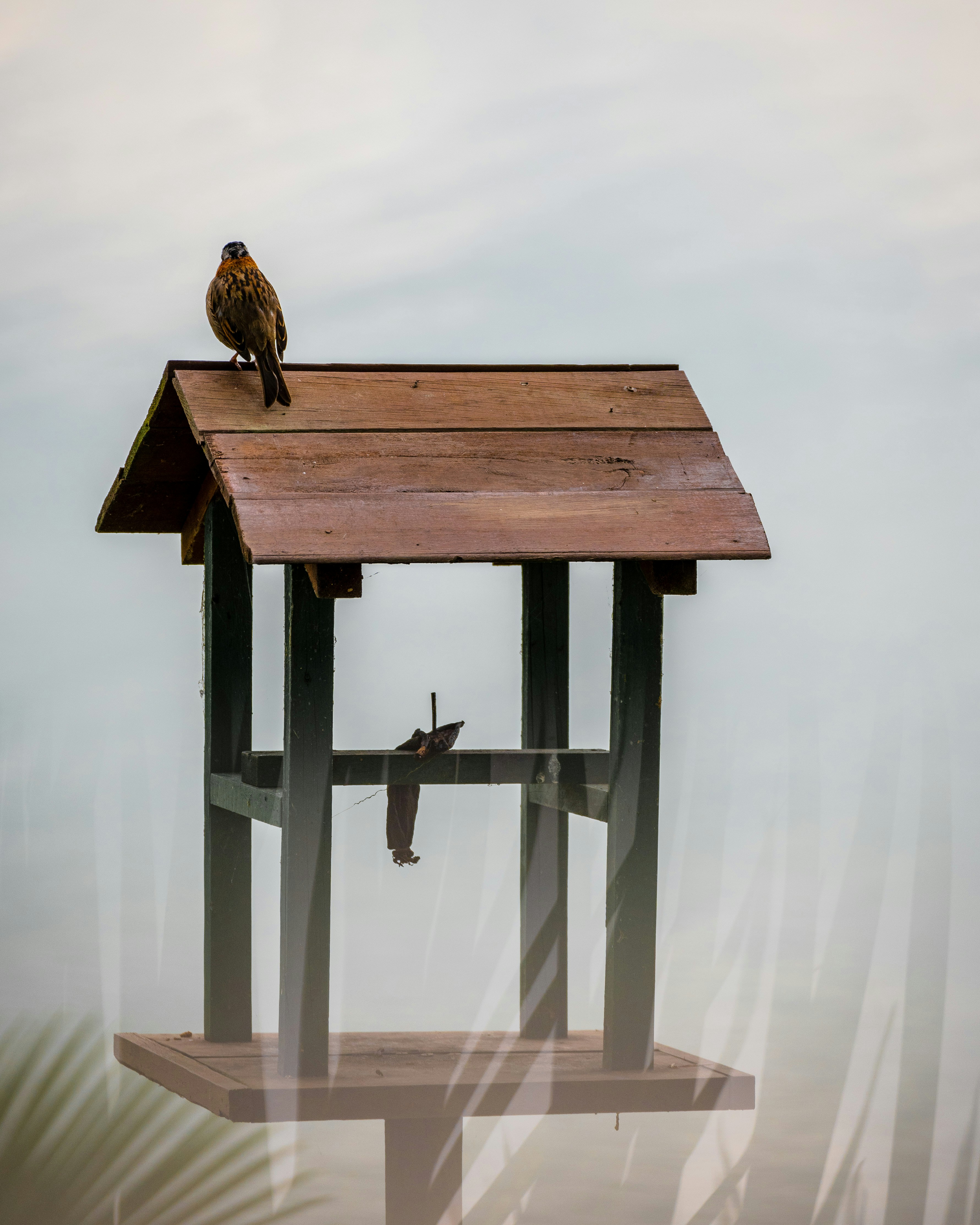 A bird resting atop a wooden feeder, surrounded by a soft, blurred background. The scene captures a tranquil moment in nature.