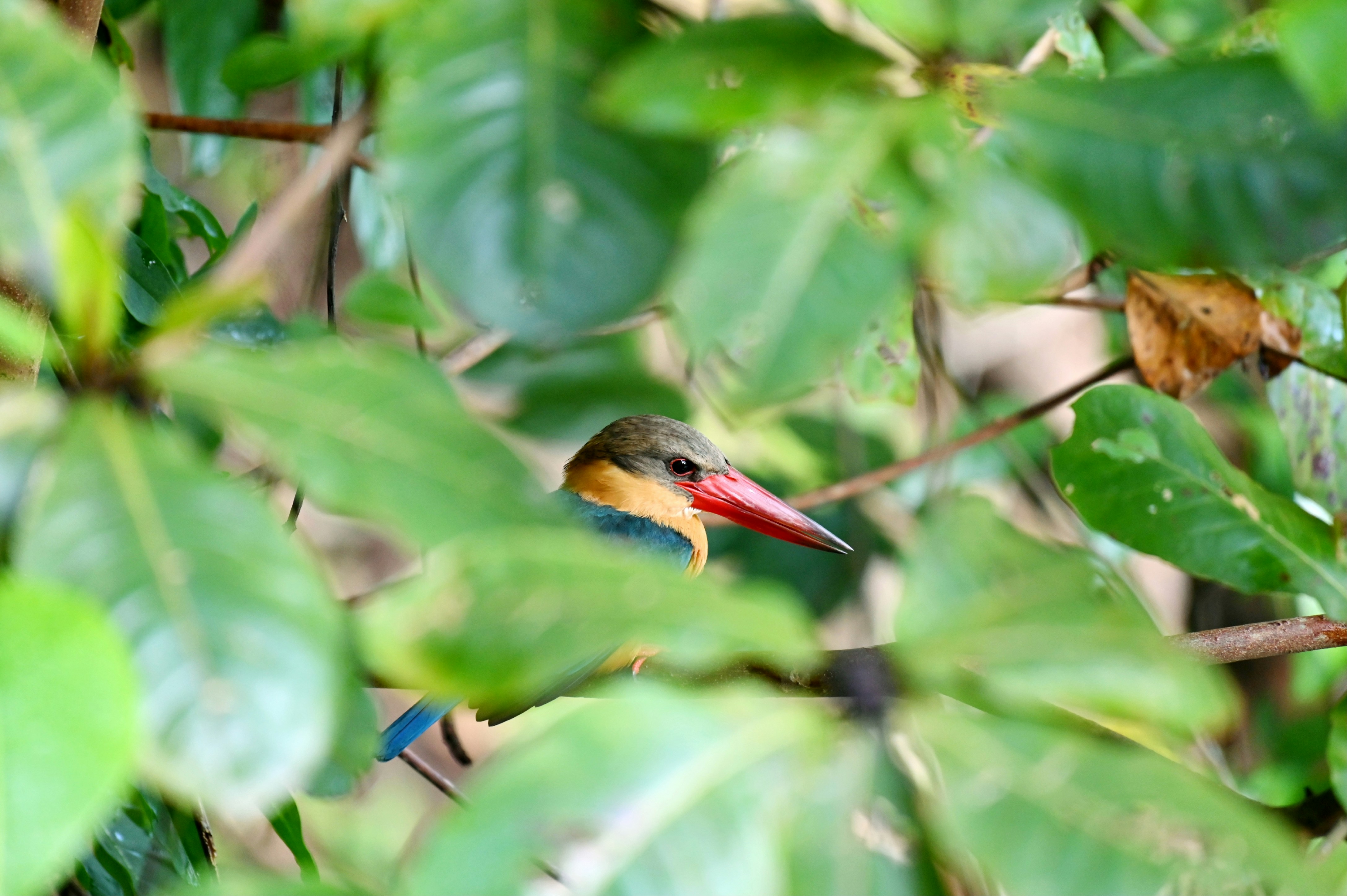 Stork-billed Kingfisher in Singapore