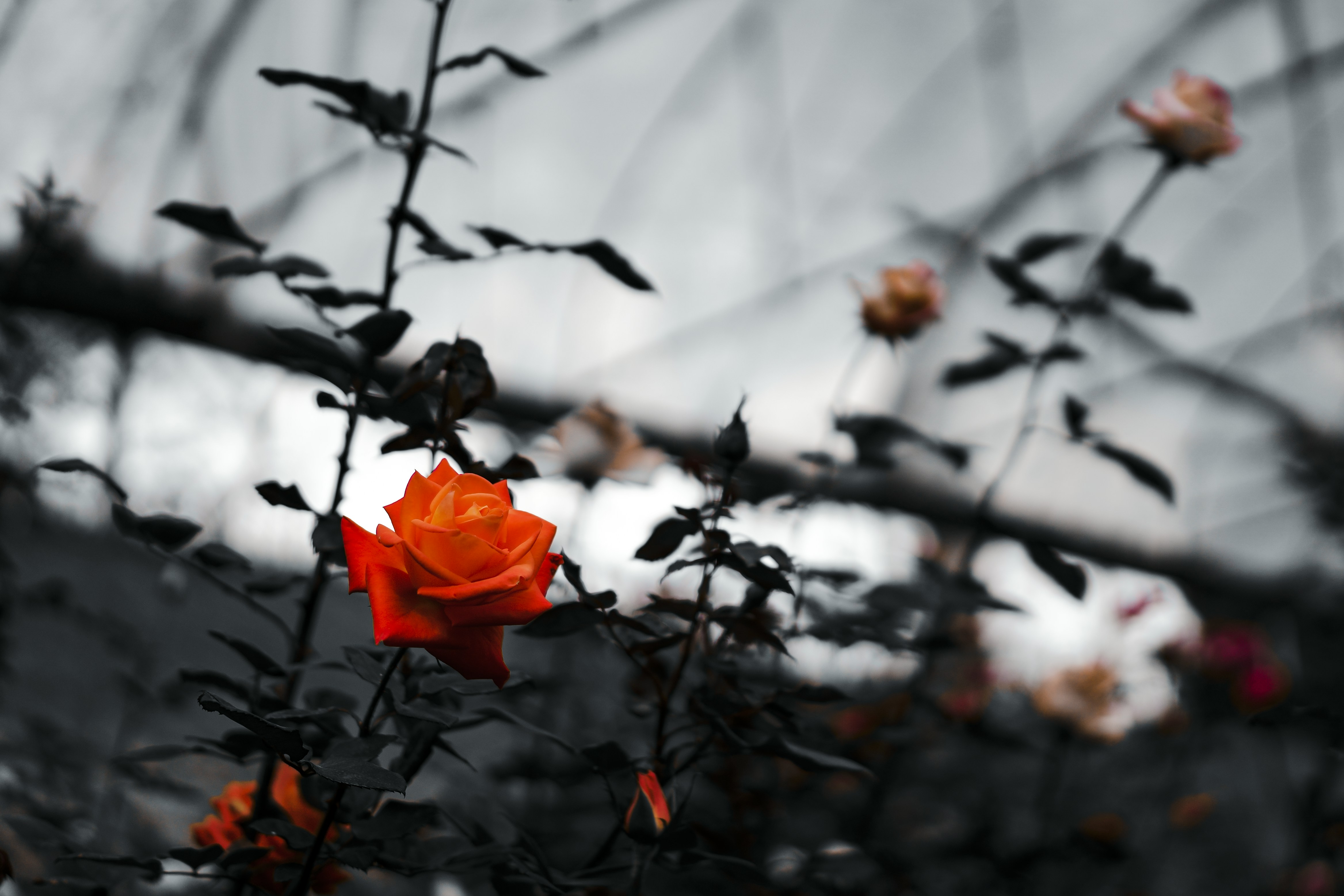 Color Pop: An Orange Rose Standing Out in Monochrome Foliage