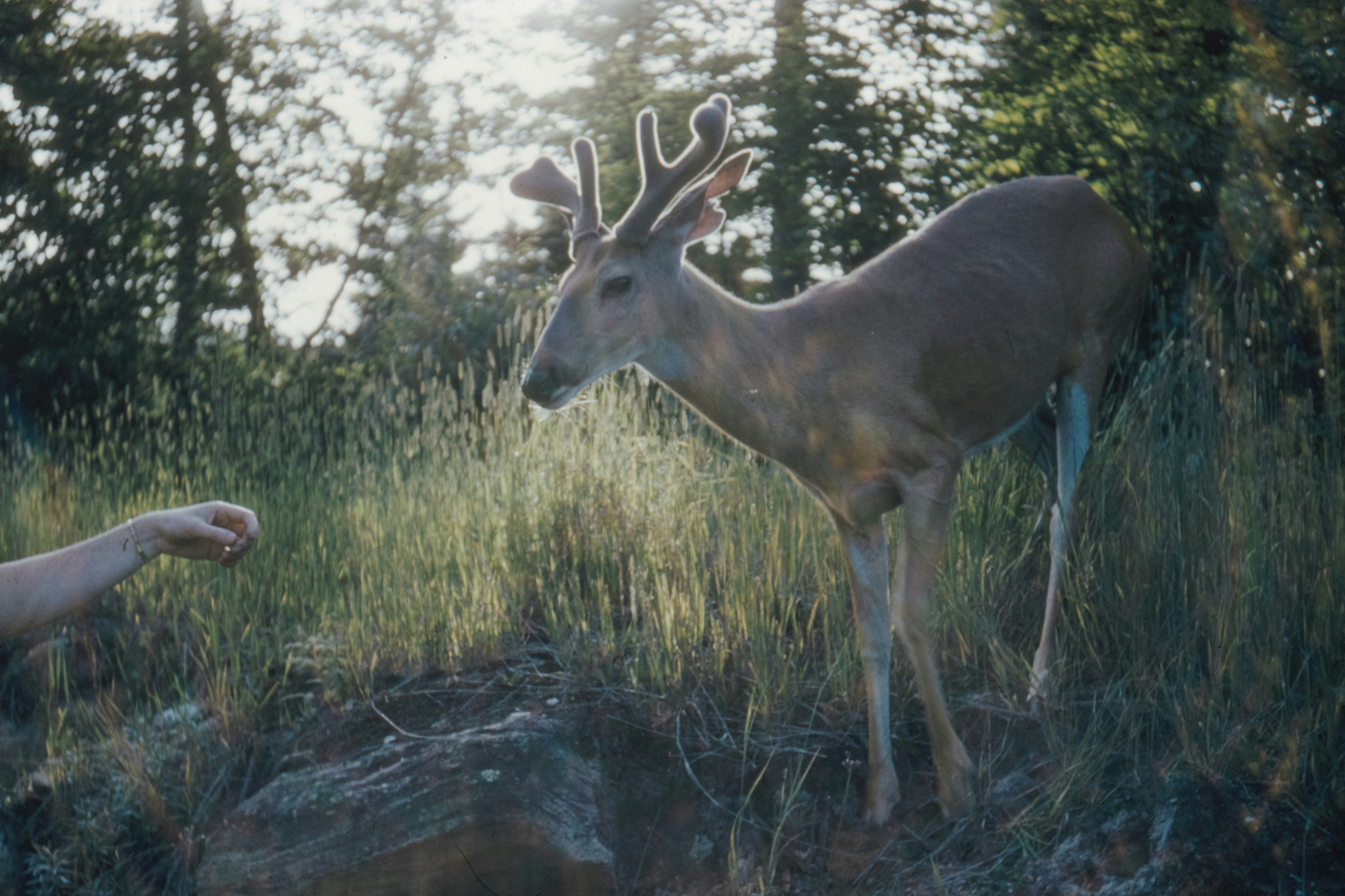 Hand reaching out to a deer, taken in Algoquin Park, July 1959