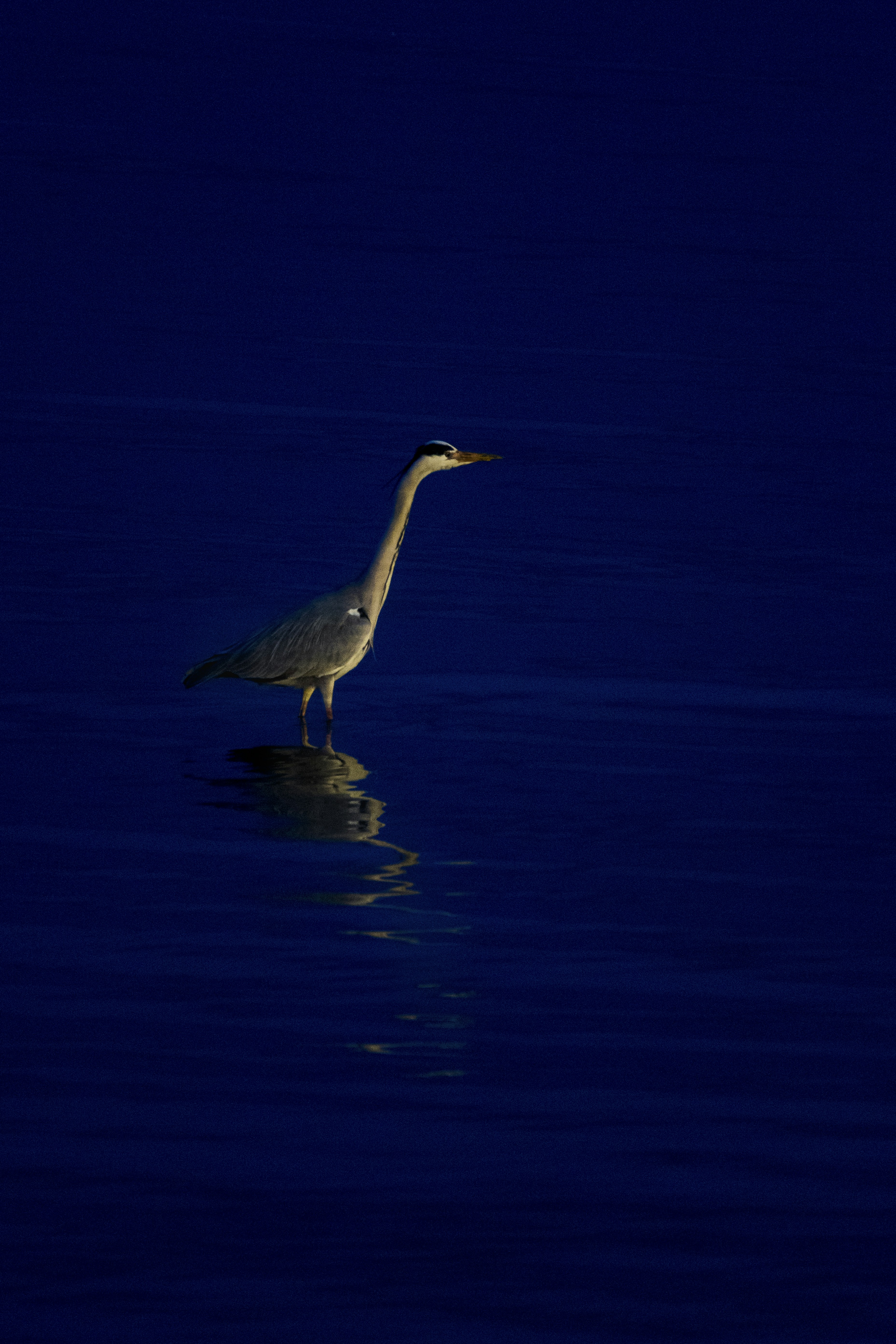 Evening Watcher: A Heron Amid Indigo Ripples