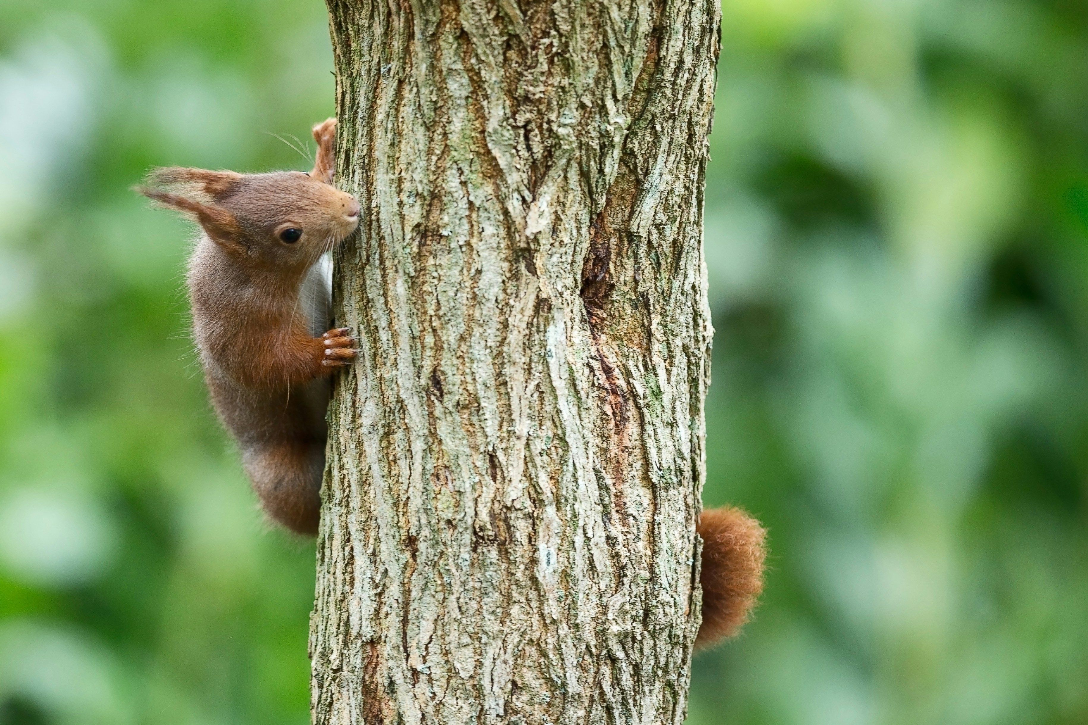 Tree Trunk Peek: A Red Squirrel Peers from Behind Bark