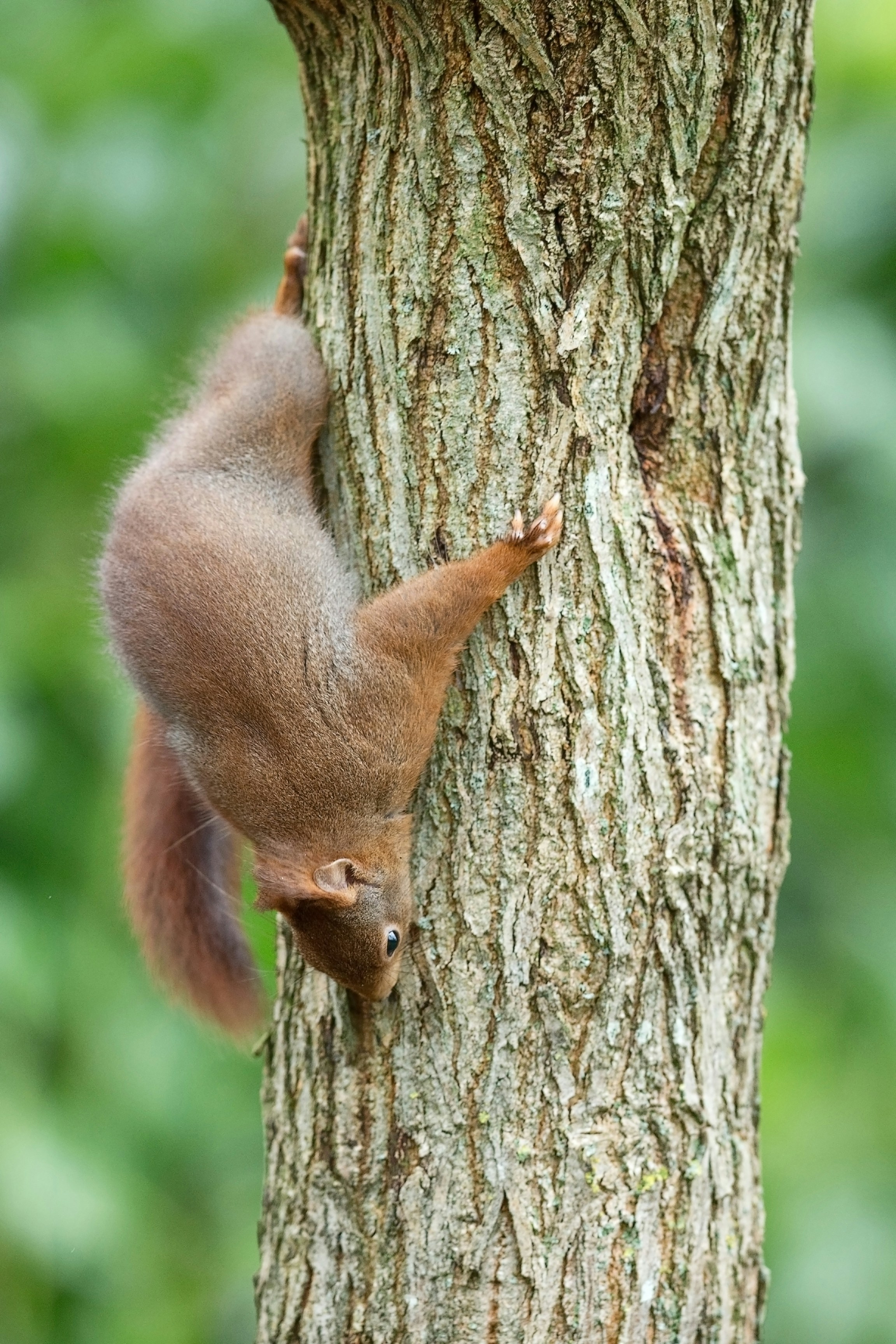 Red Squirrel 