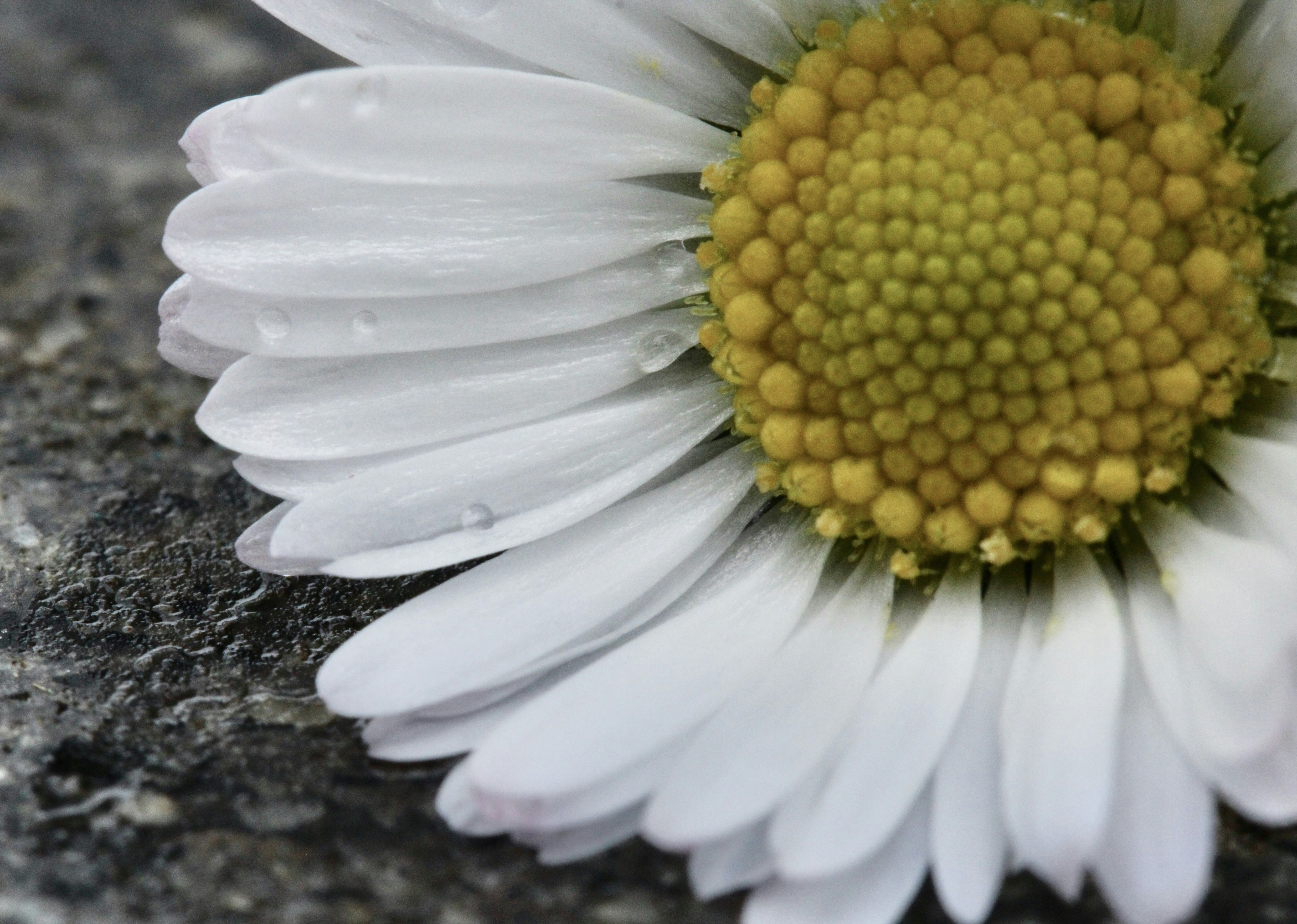 Petal Edge and Sunlit Core: A Close-Up of a Daisy