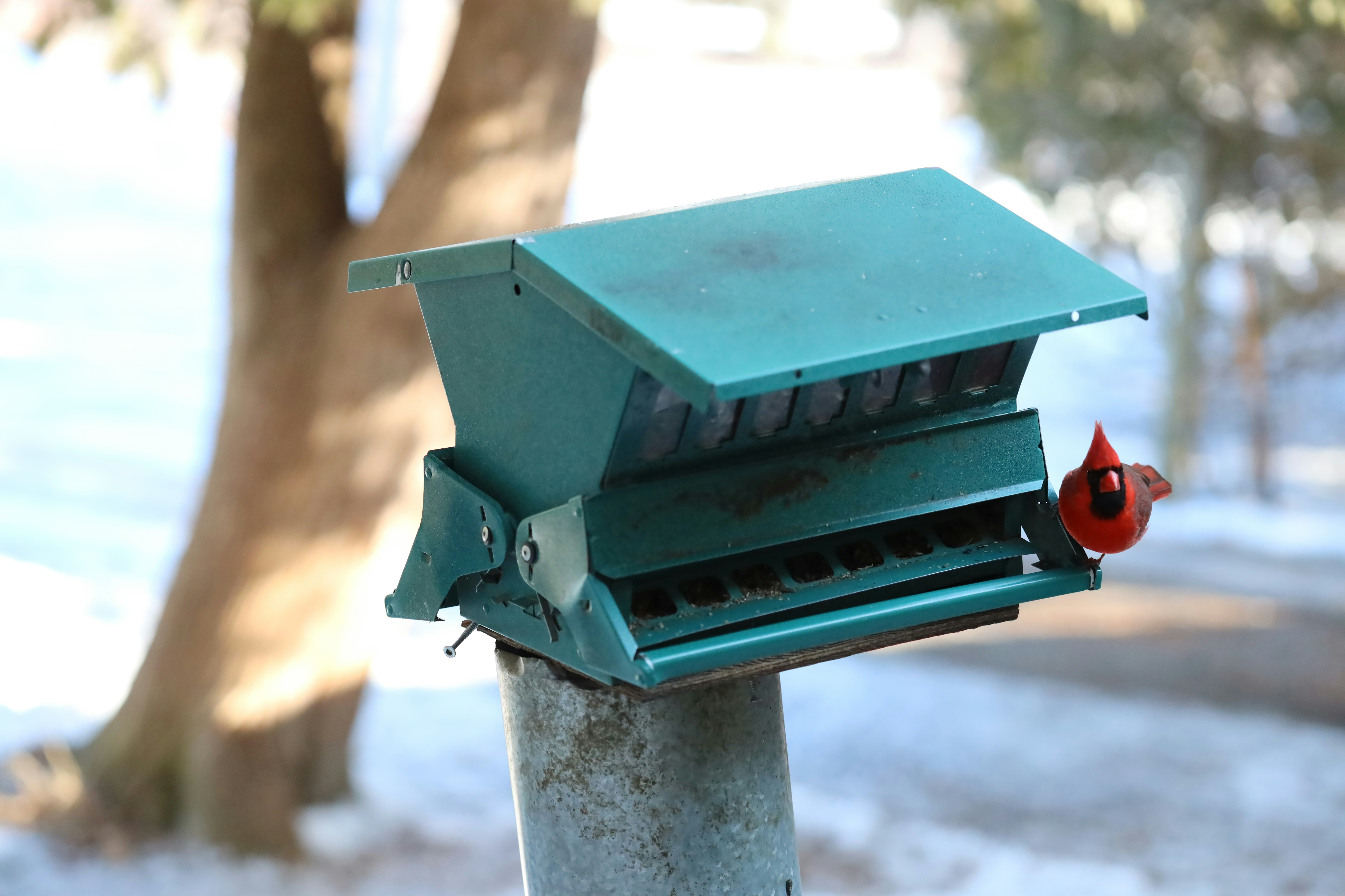 Teal Mailbox on a Snow-kissed Post by a Quiet Lakeside