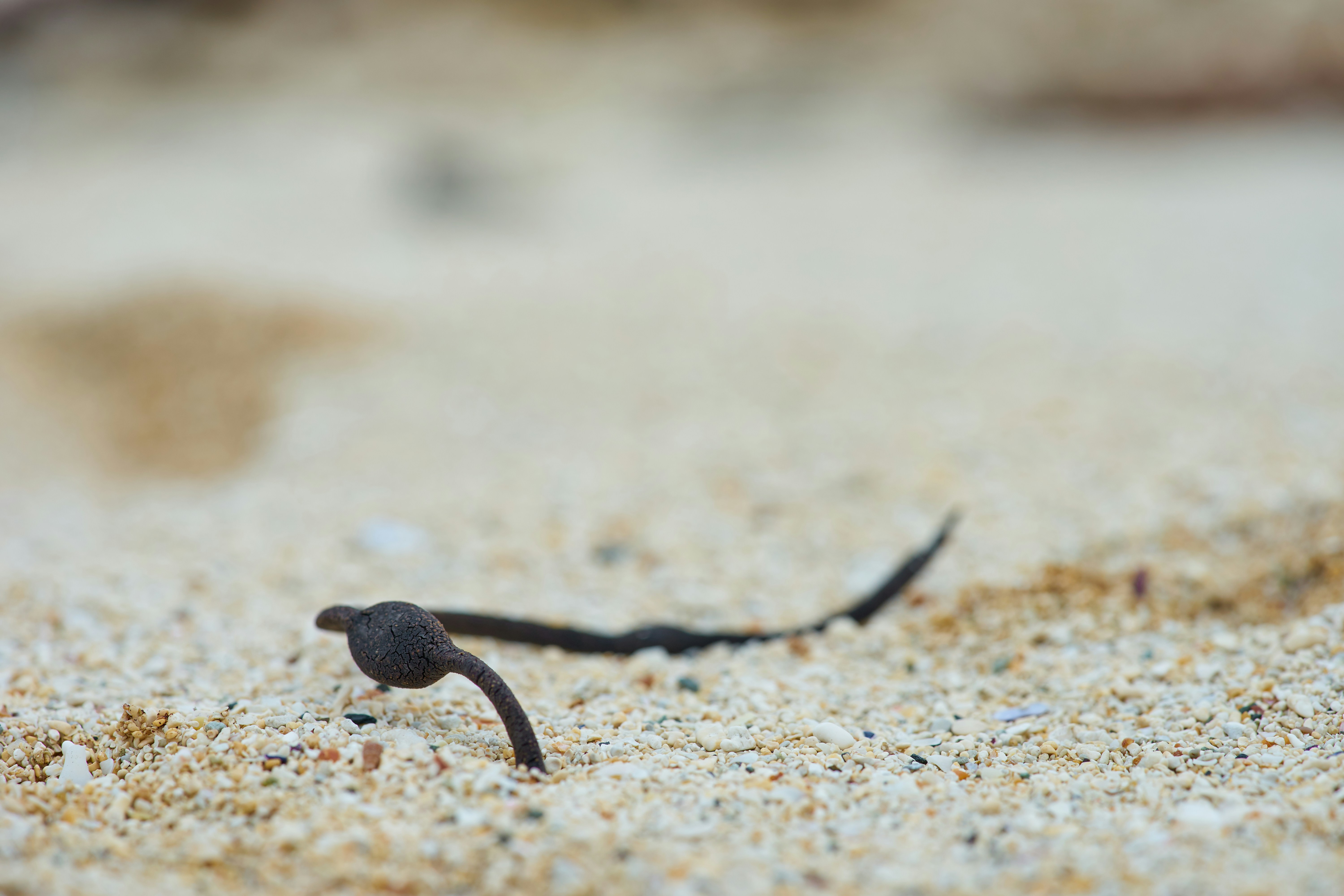 Définition de têtard | Dictionnaire français