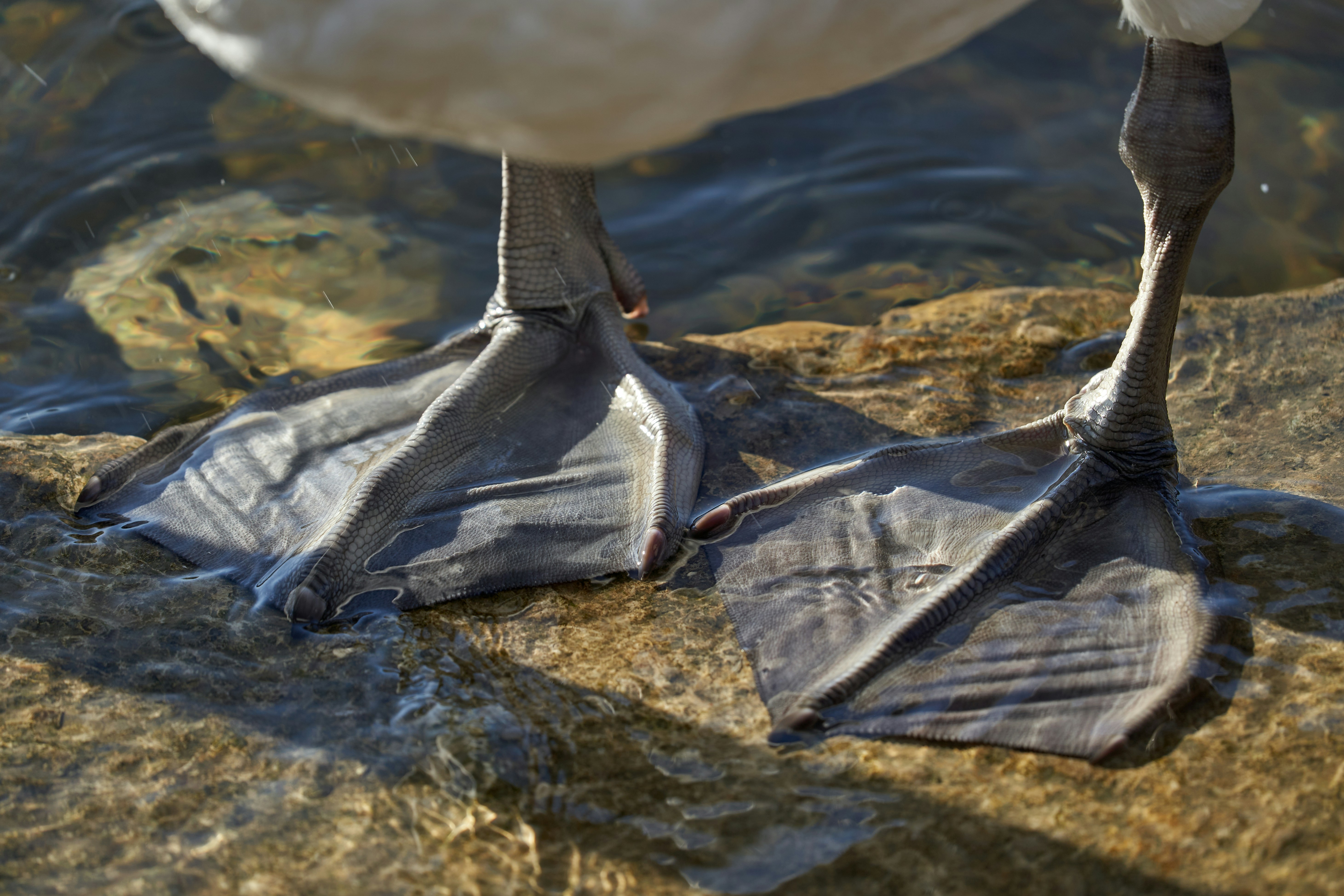 Gill-flagged by the Shore: Duck Feet on Stone