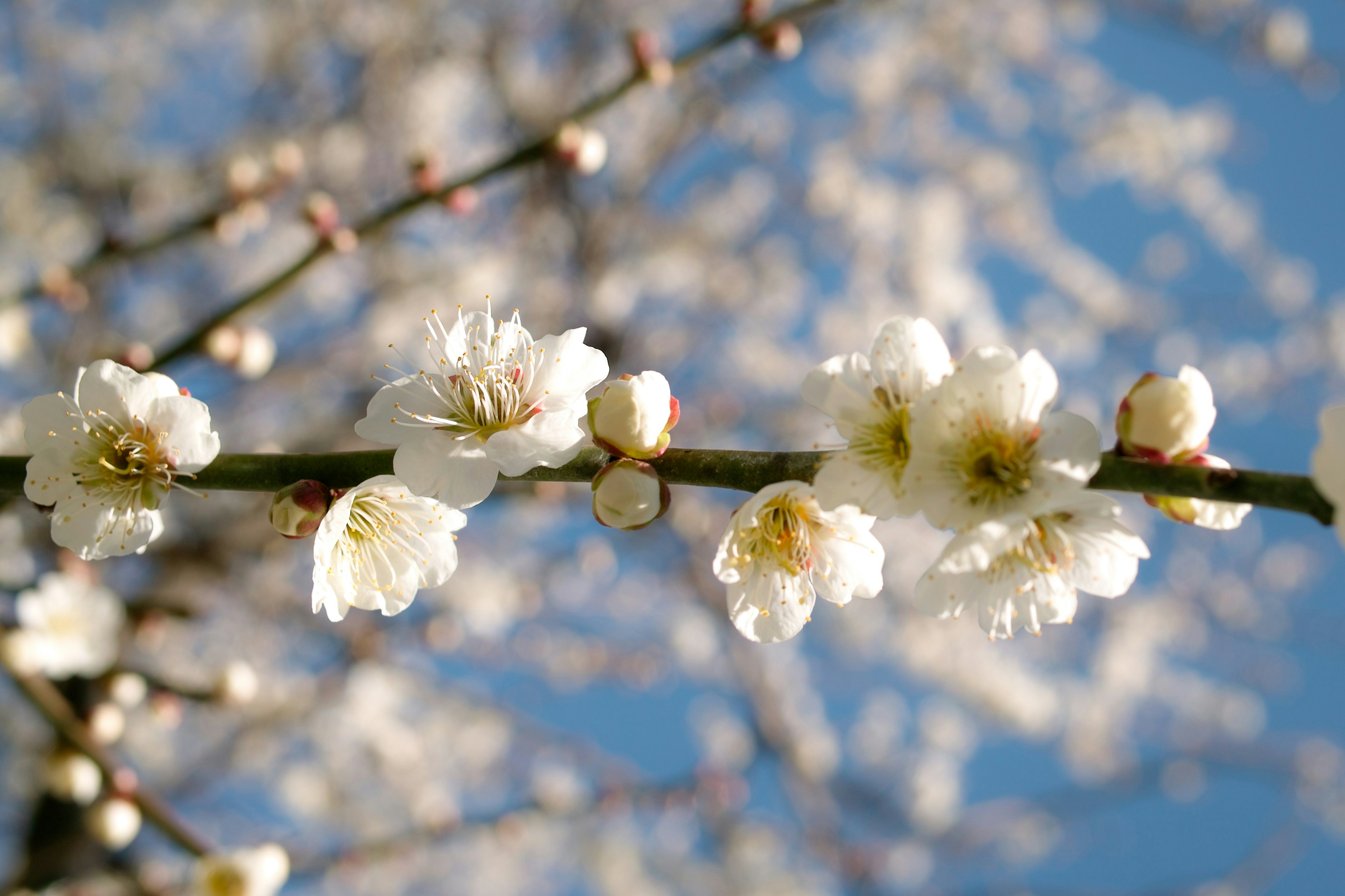 White plum blossoms on a branch against a clear blue sky.