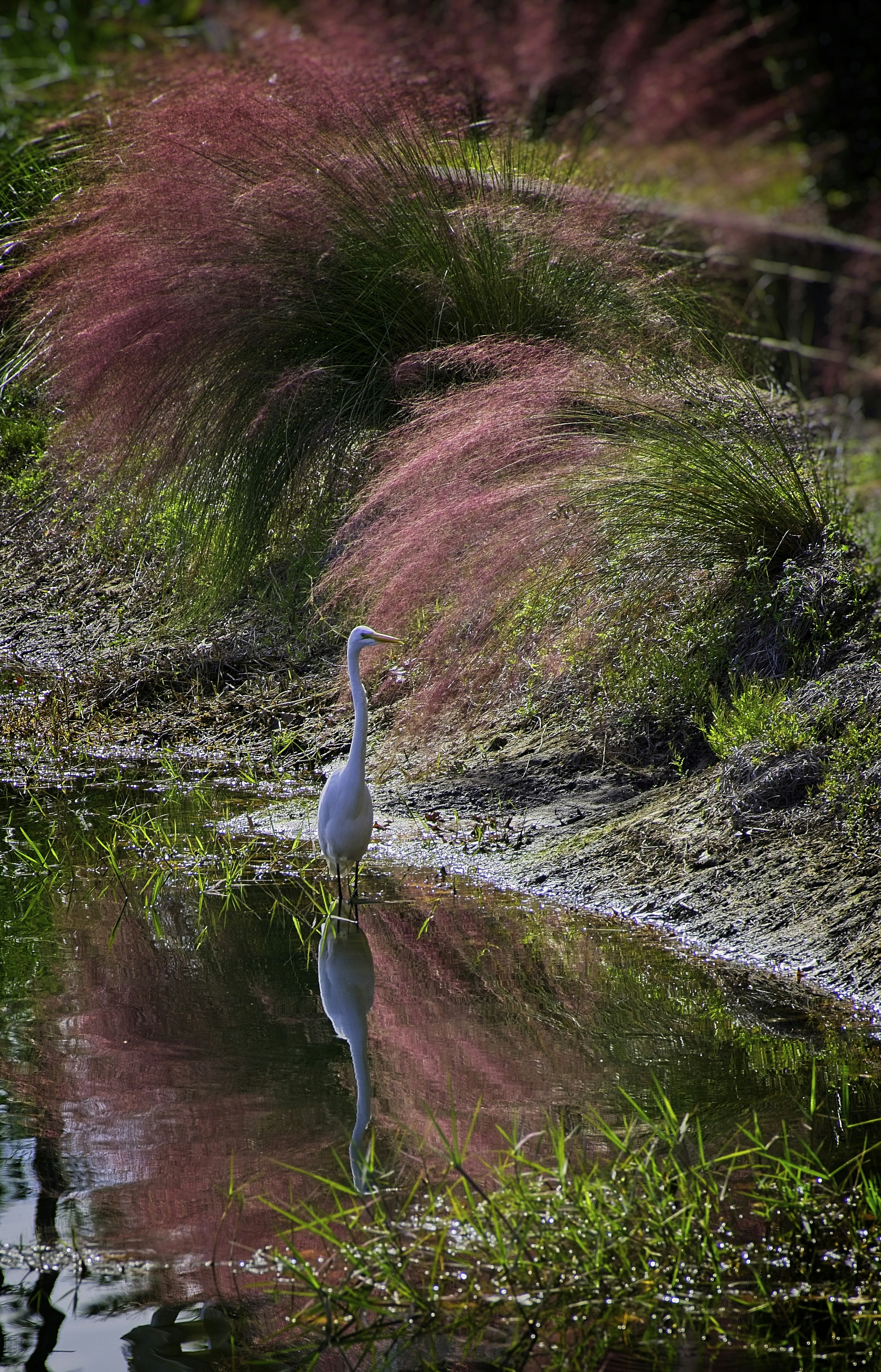 Heron in Pink