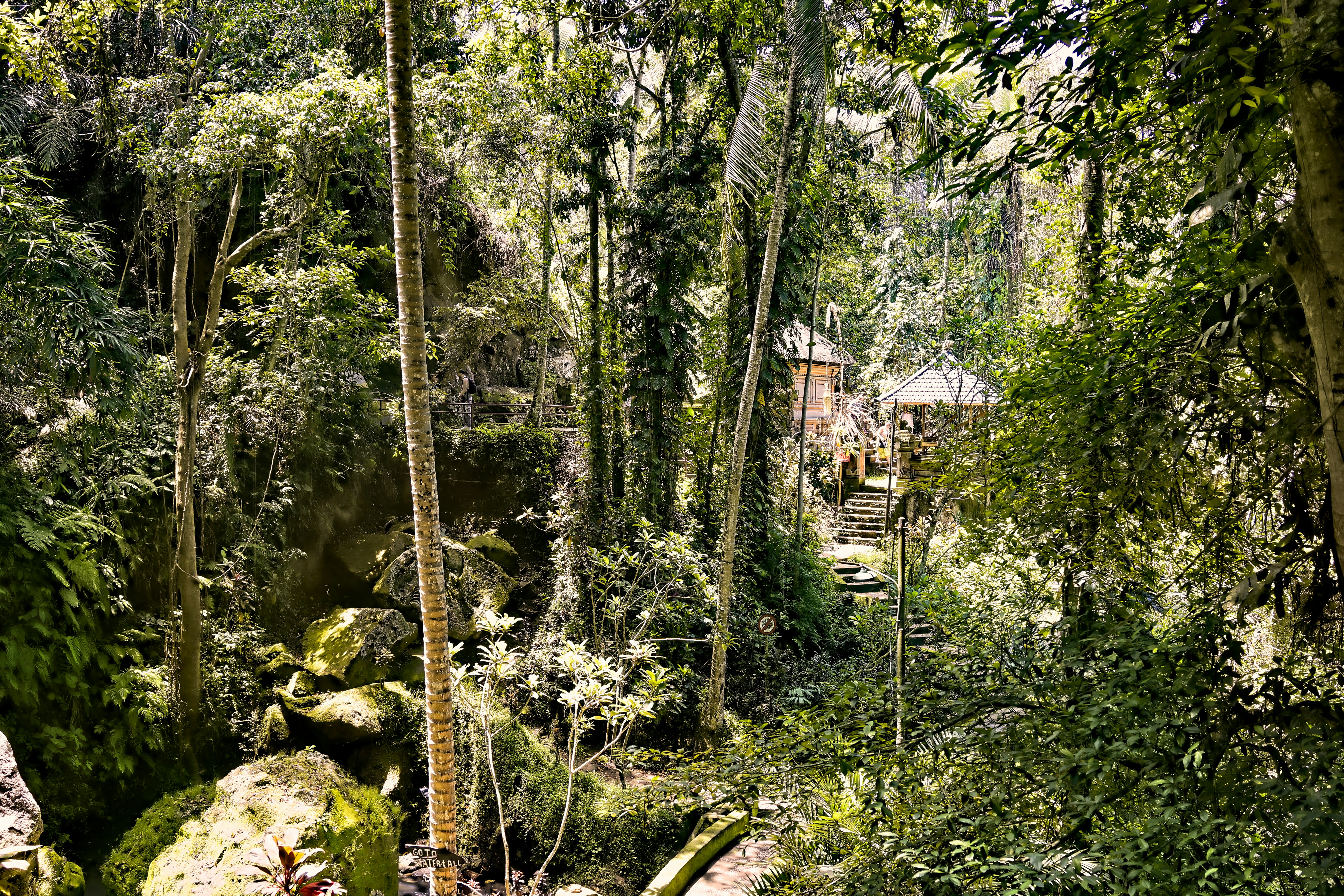 Green trees and plants during daytime photo – Free Ubud Image on Unsplash