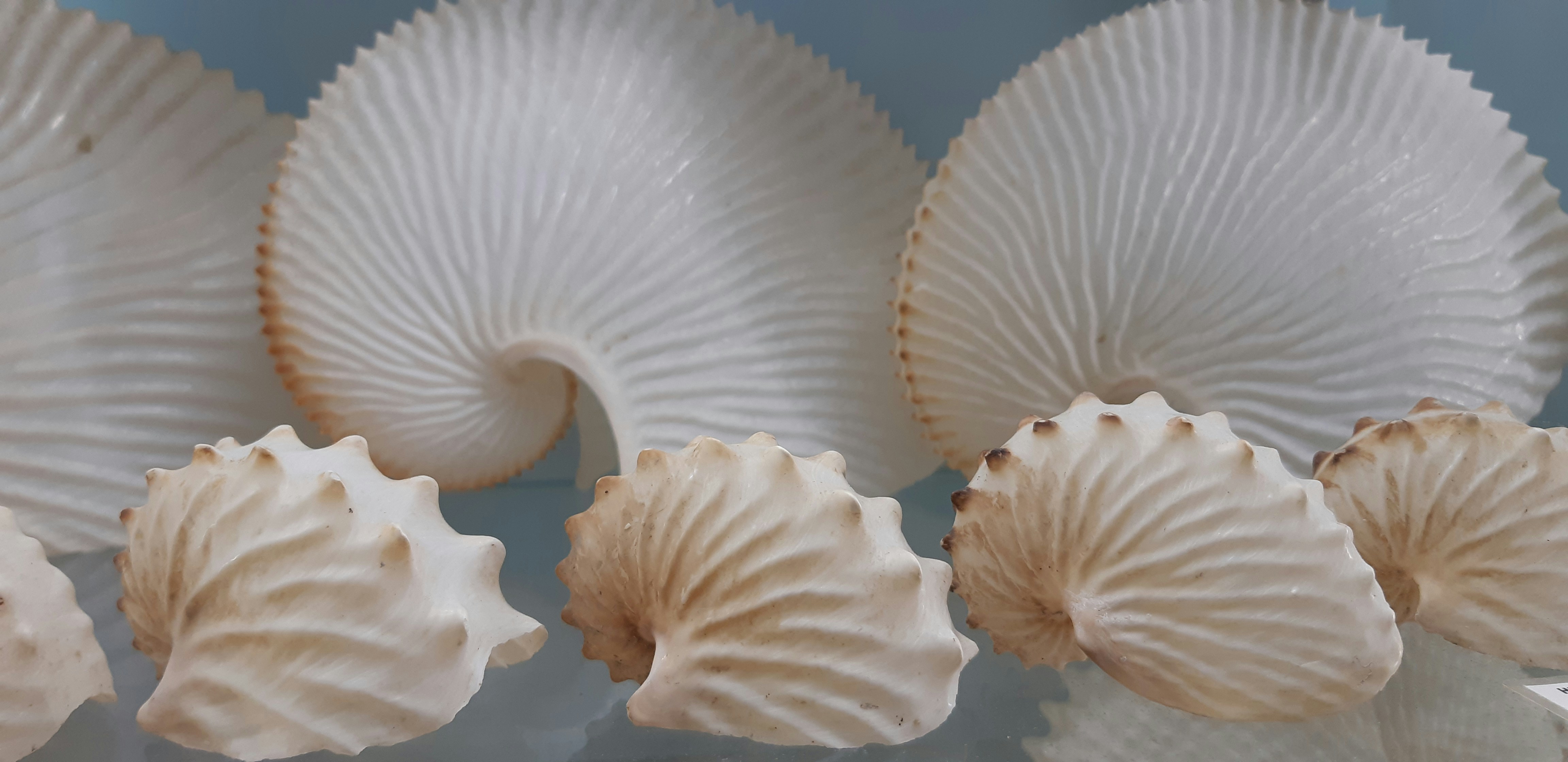 White and brown sea shells photo – Free Grey Image on Unsplash