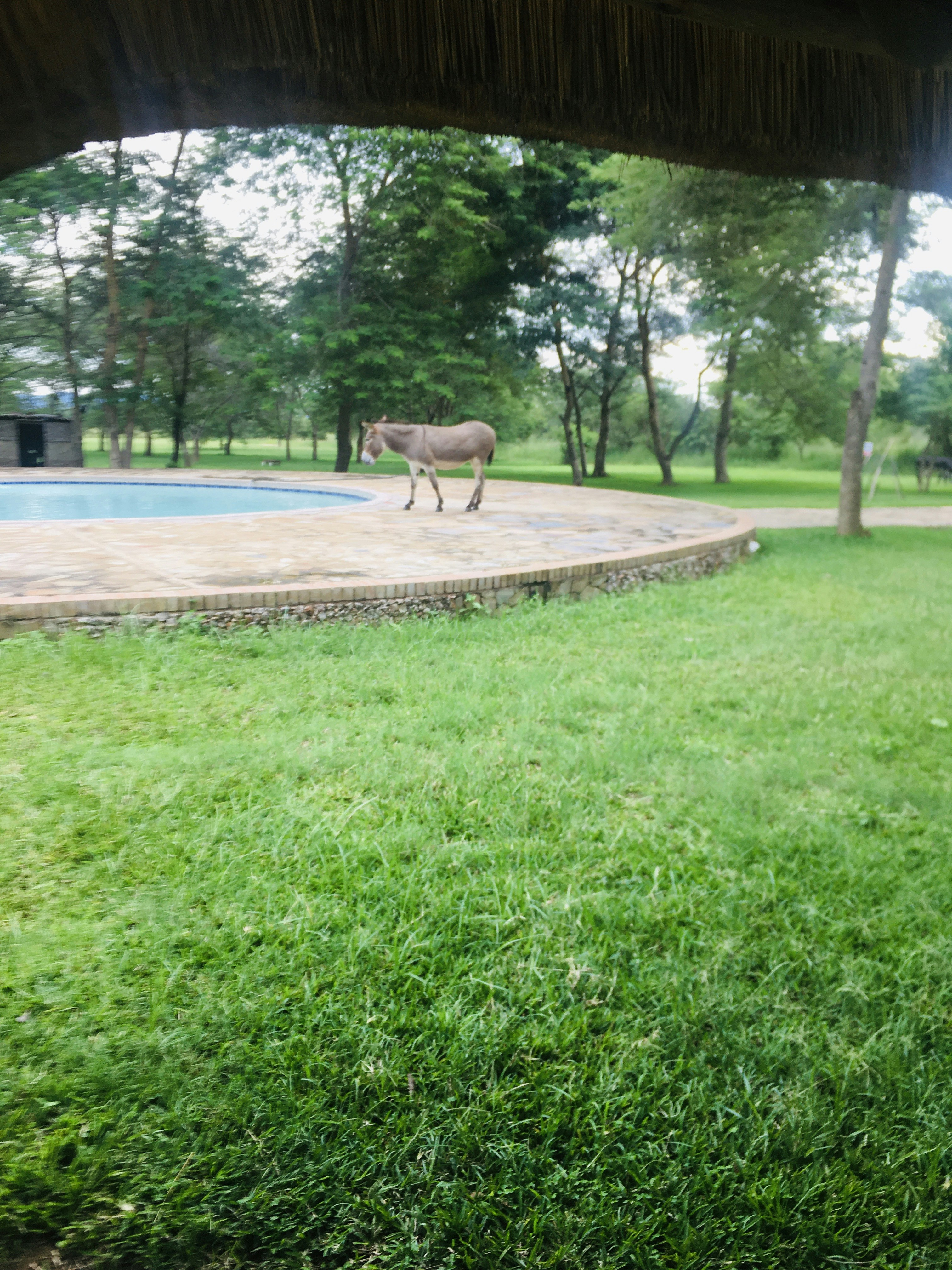 Equine Quietude on a Circular Terrace by the Pool