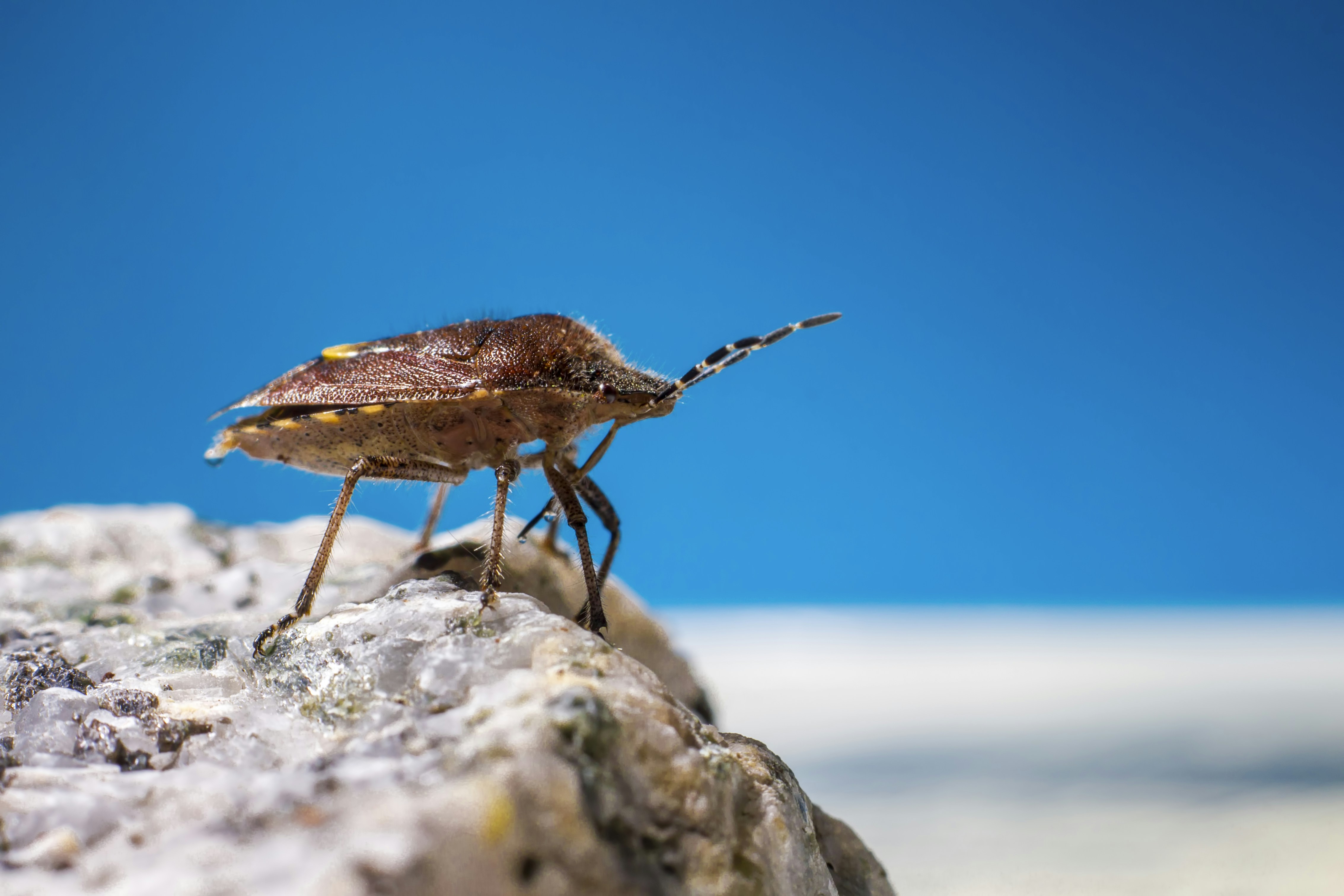 Brown and black insect on gray rock during daytime photo – Free Estonia ...