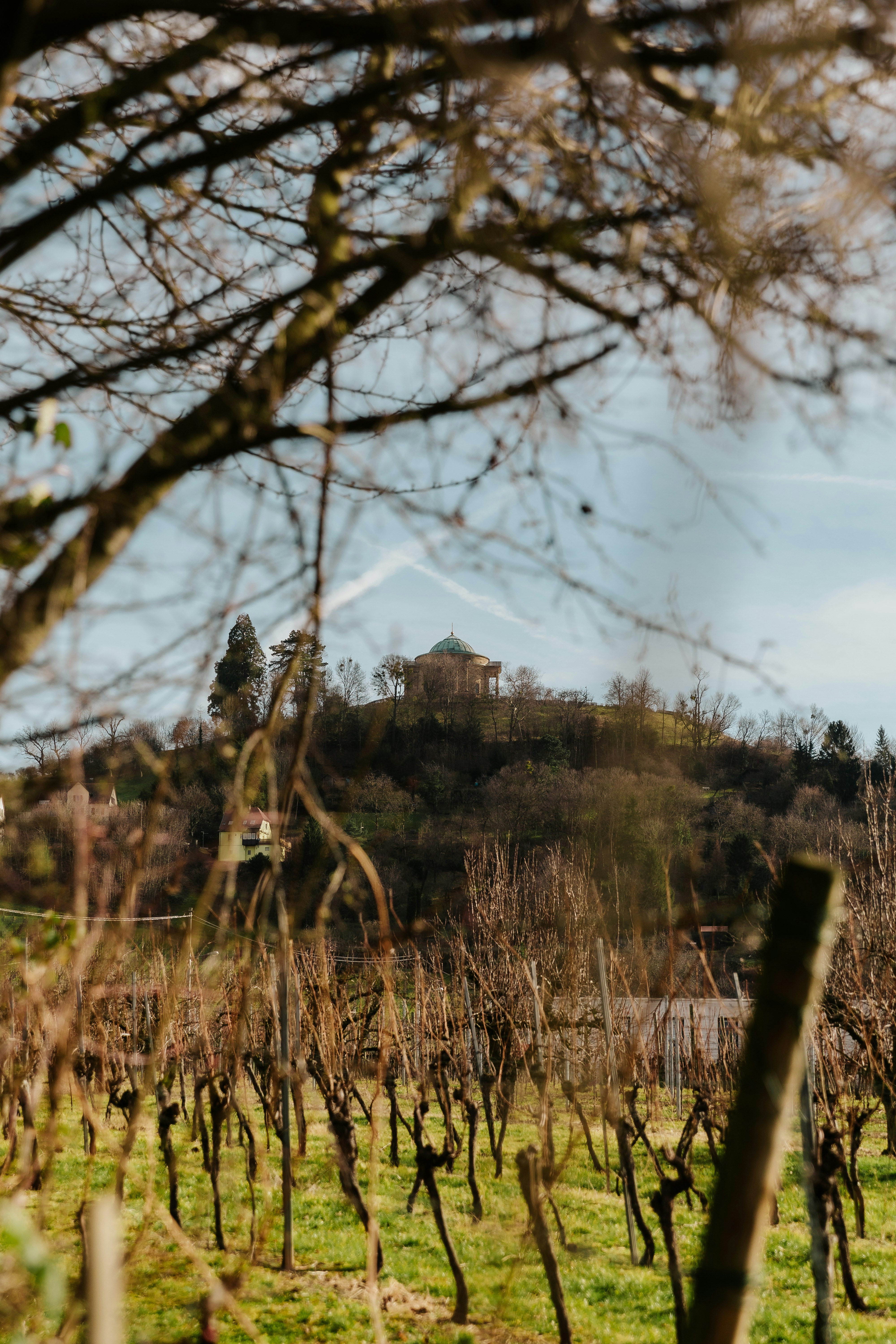 A serene vineyard scene framed by bare branches, showcasing a distant hill crowned with a charming structure.