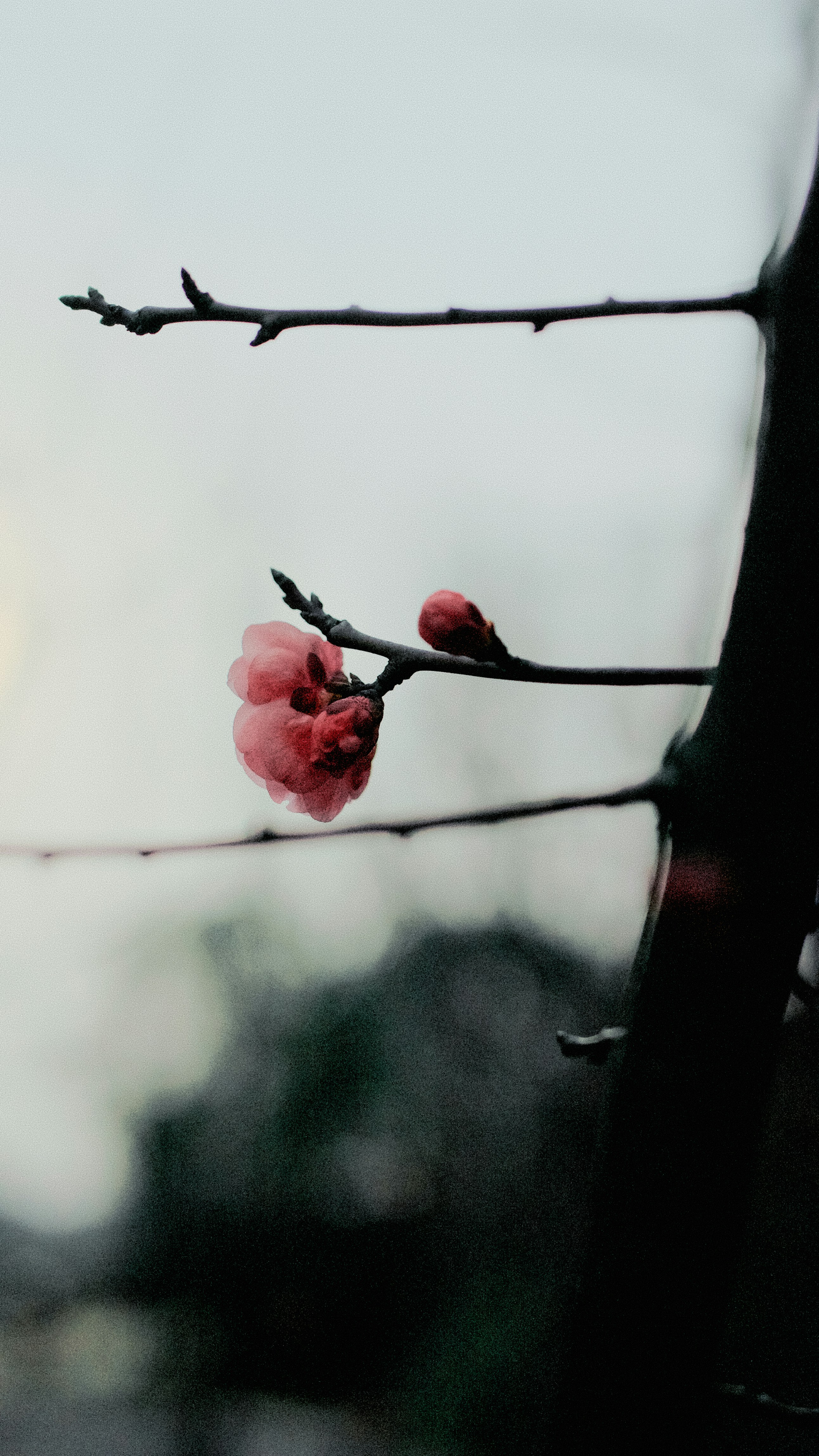 Solitary Pink Blossom Clinging to a Bare Branch