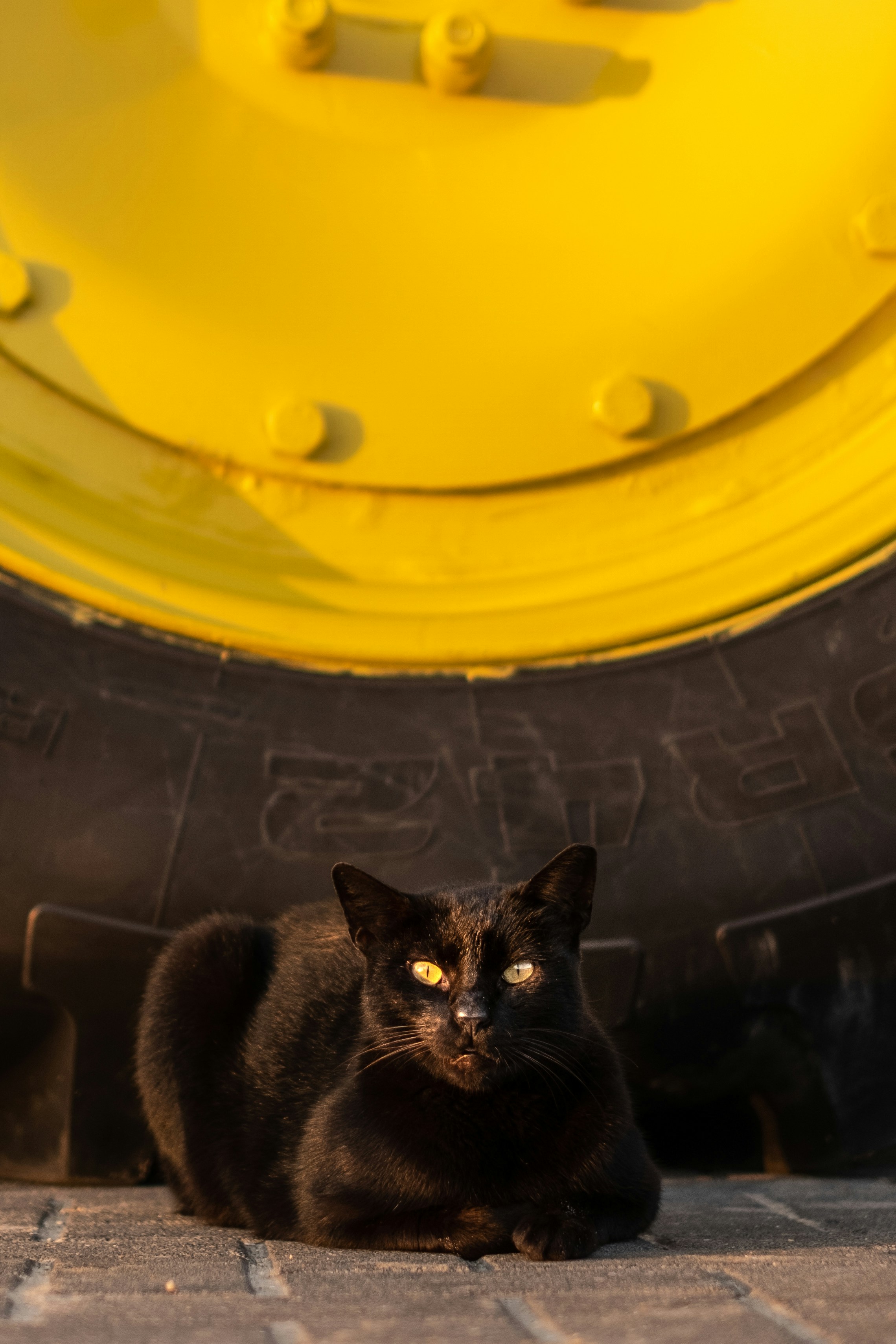 Under the Yellow Wheel: A Black Cat Resting in Front of a Giant Tire